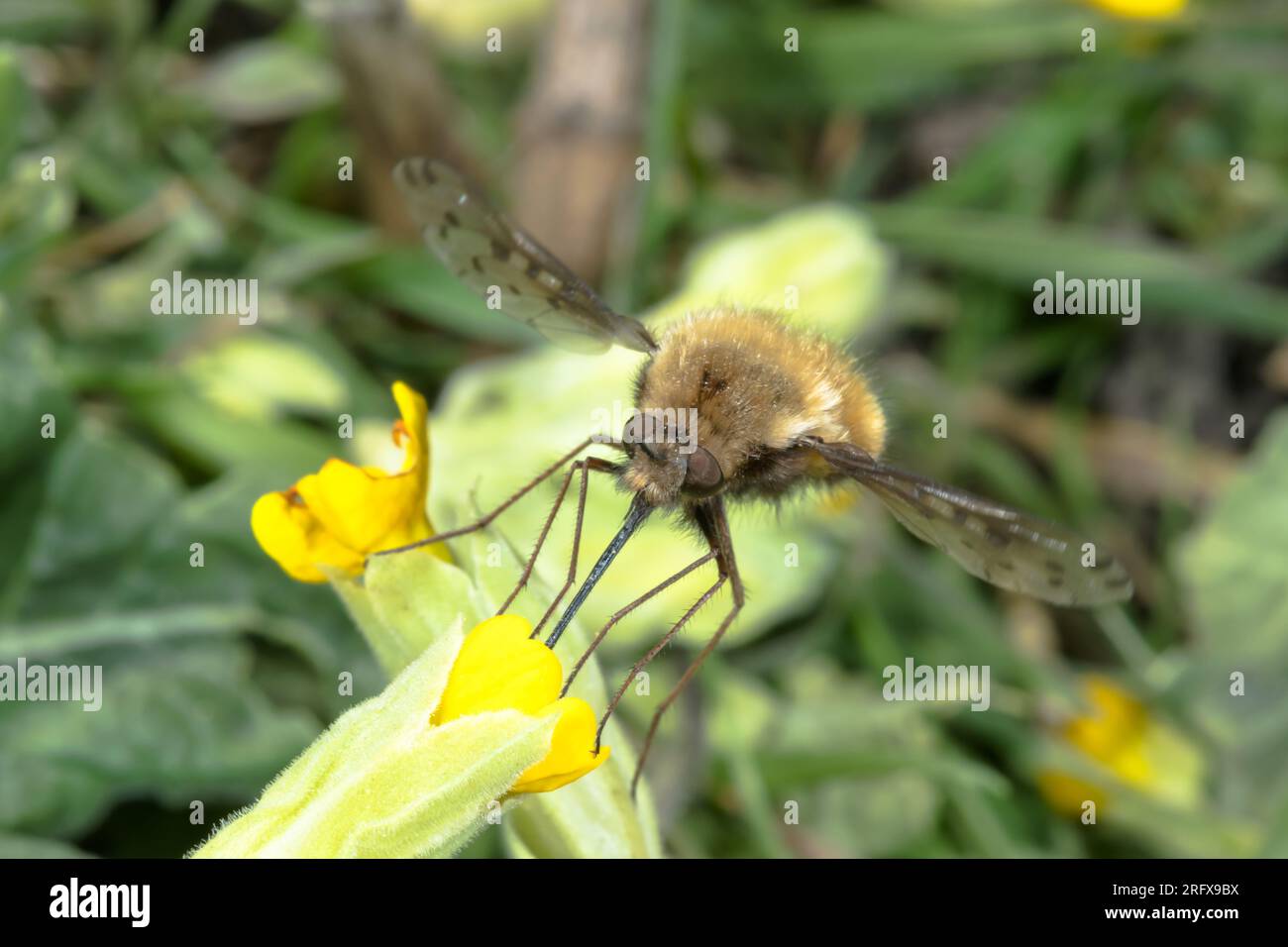Dotted Bee Fly (Bombylius discolor), Bombyliidae. Sussex, UK Stock ...