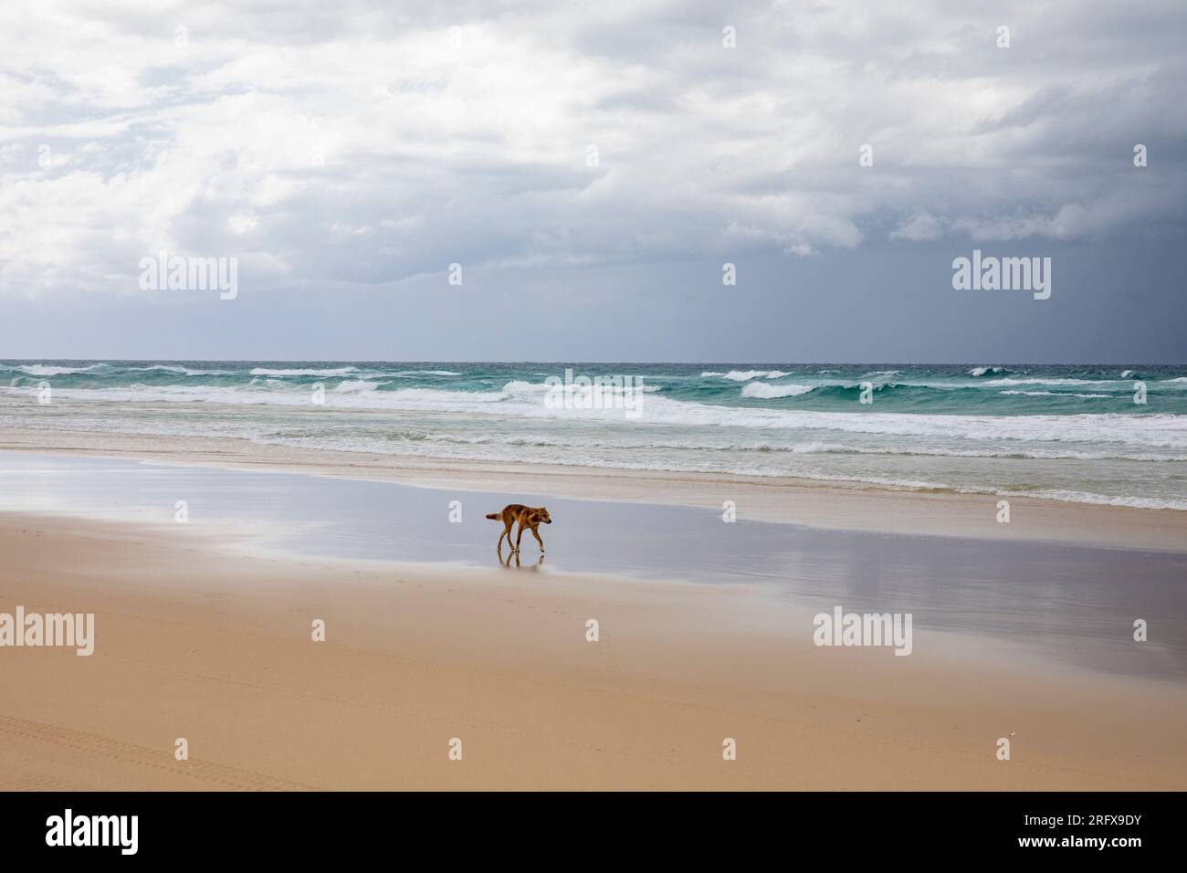 Fraser Island Australian dingo wild animal on 75 mile beach walking on ...
