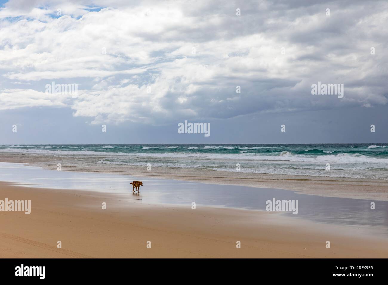 Fraser Island Australian dingo wild animal on 75 mile beach walking on ...