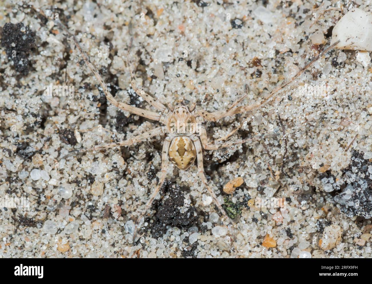 Male Dune Crab Spider (Rhysodromus - Philodromus fallax). Philodromidae ...