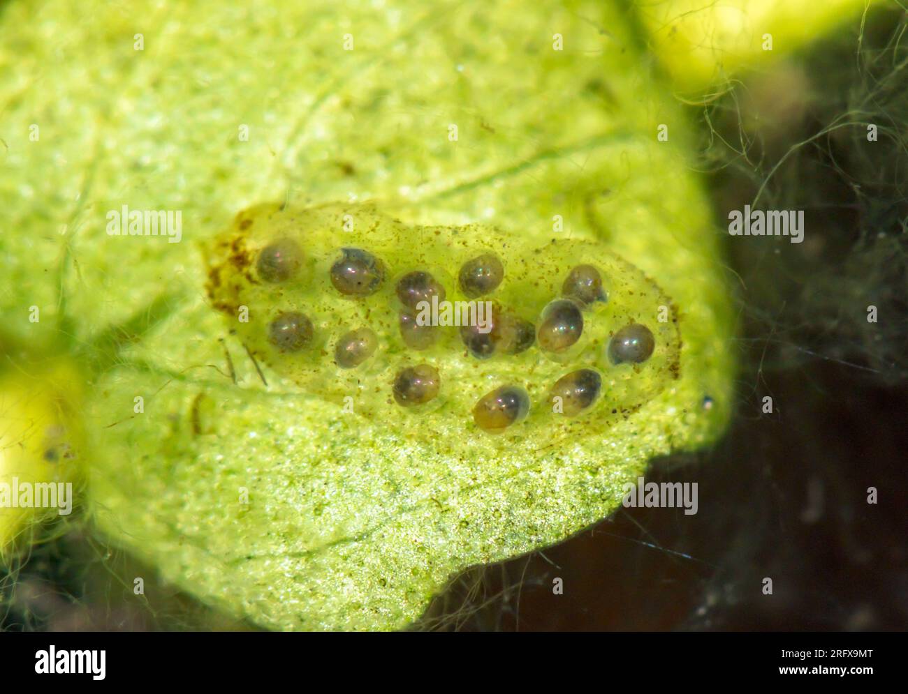 Pond snail eggs hi-res stock photography and images - Alamy