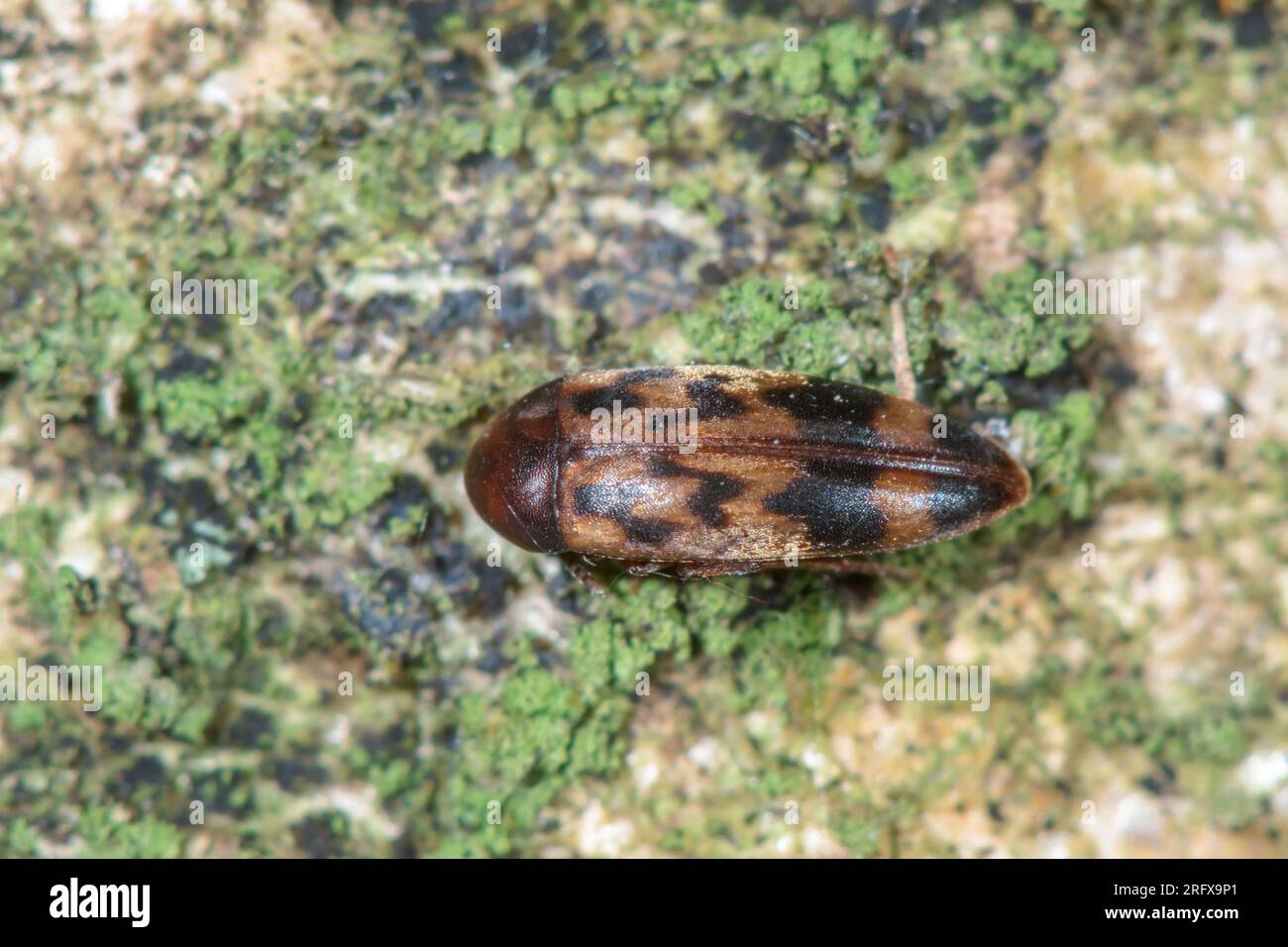 False Darkling Beetle (Orchesia undulata), Melandryidae. Sussex, UK ...