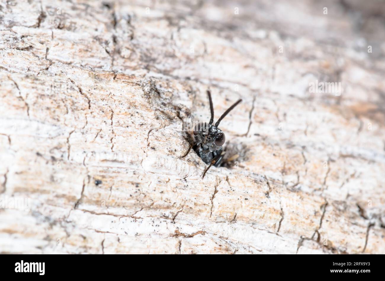Female Parasitoid Wasp ovipositing deep into wood (Gasteruption cf ...
