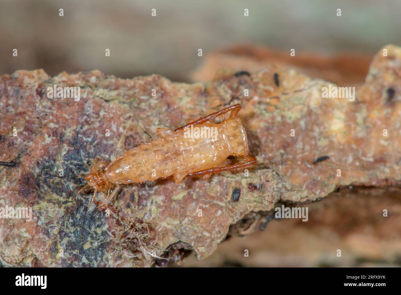 Pupa of Flat Beetle (Uleiota planata), Silvanidae. Sussex, UK Stock ...