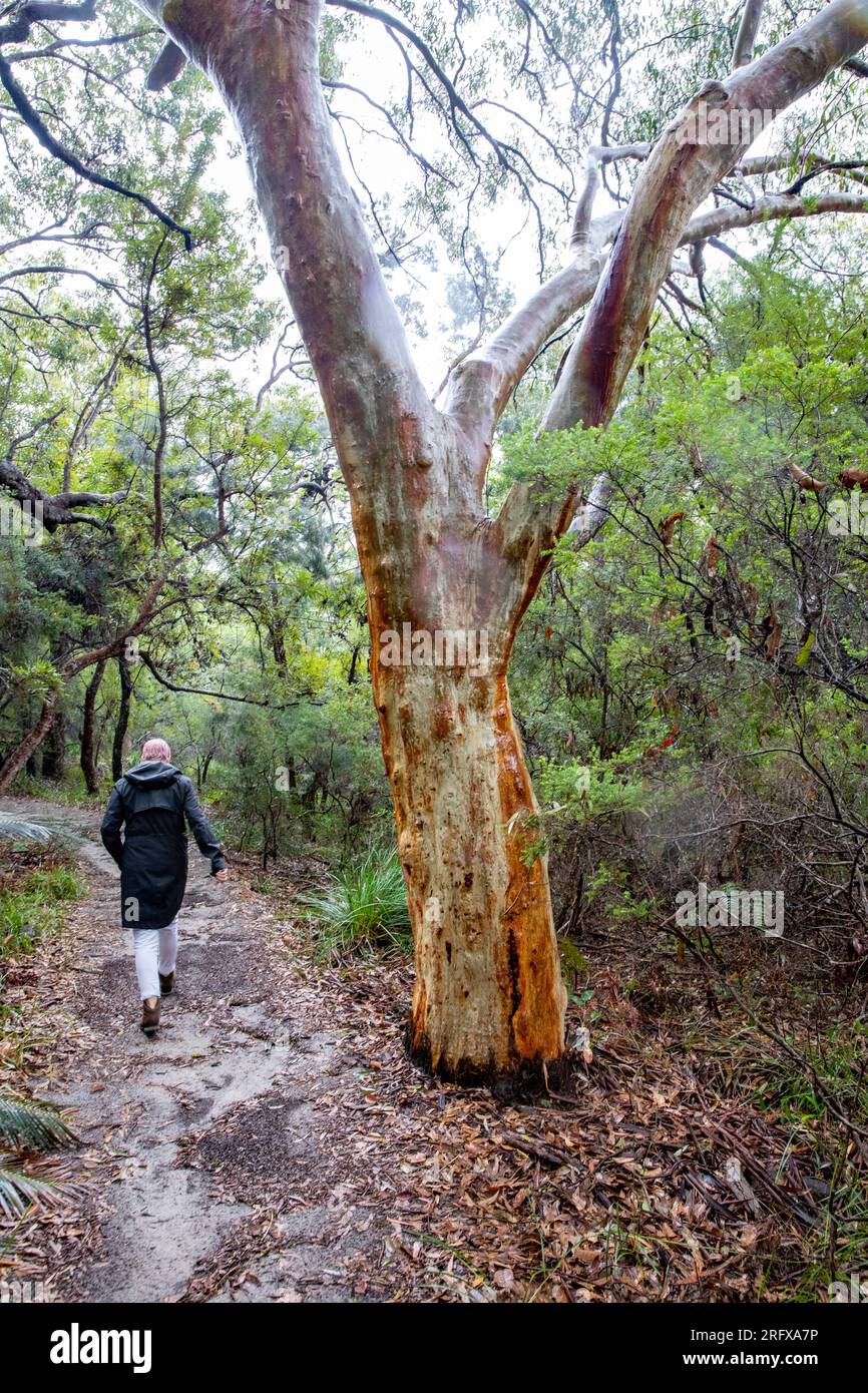 Fraser Island K'gari model released woman lady on nature trail heading ...