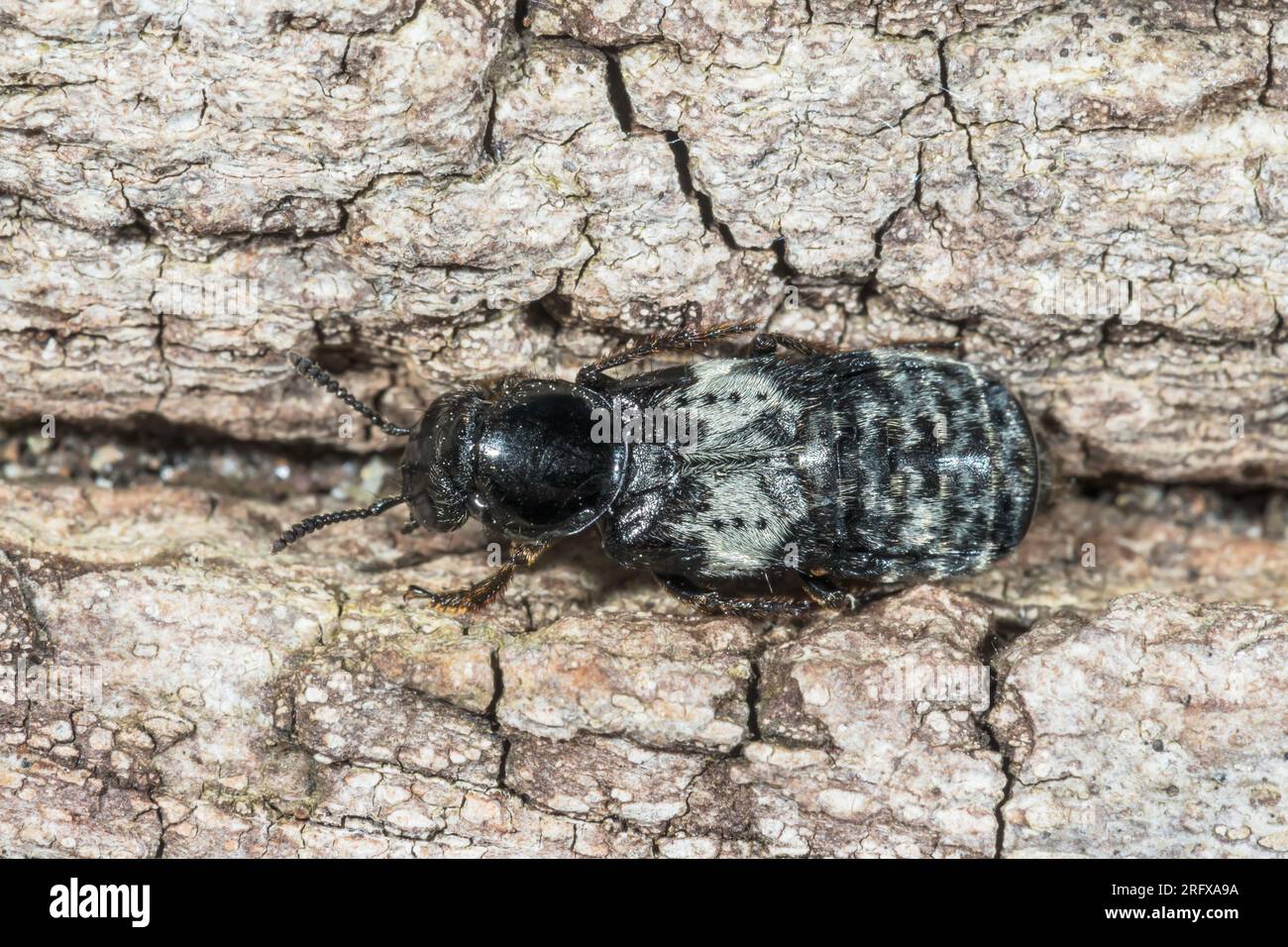 Hairy beetle hi-res stock photography and images - Alamy