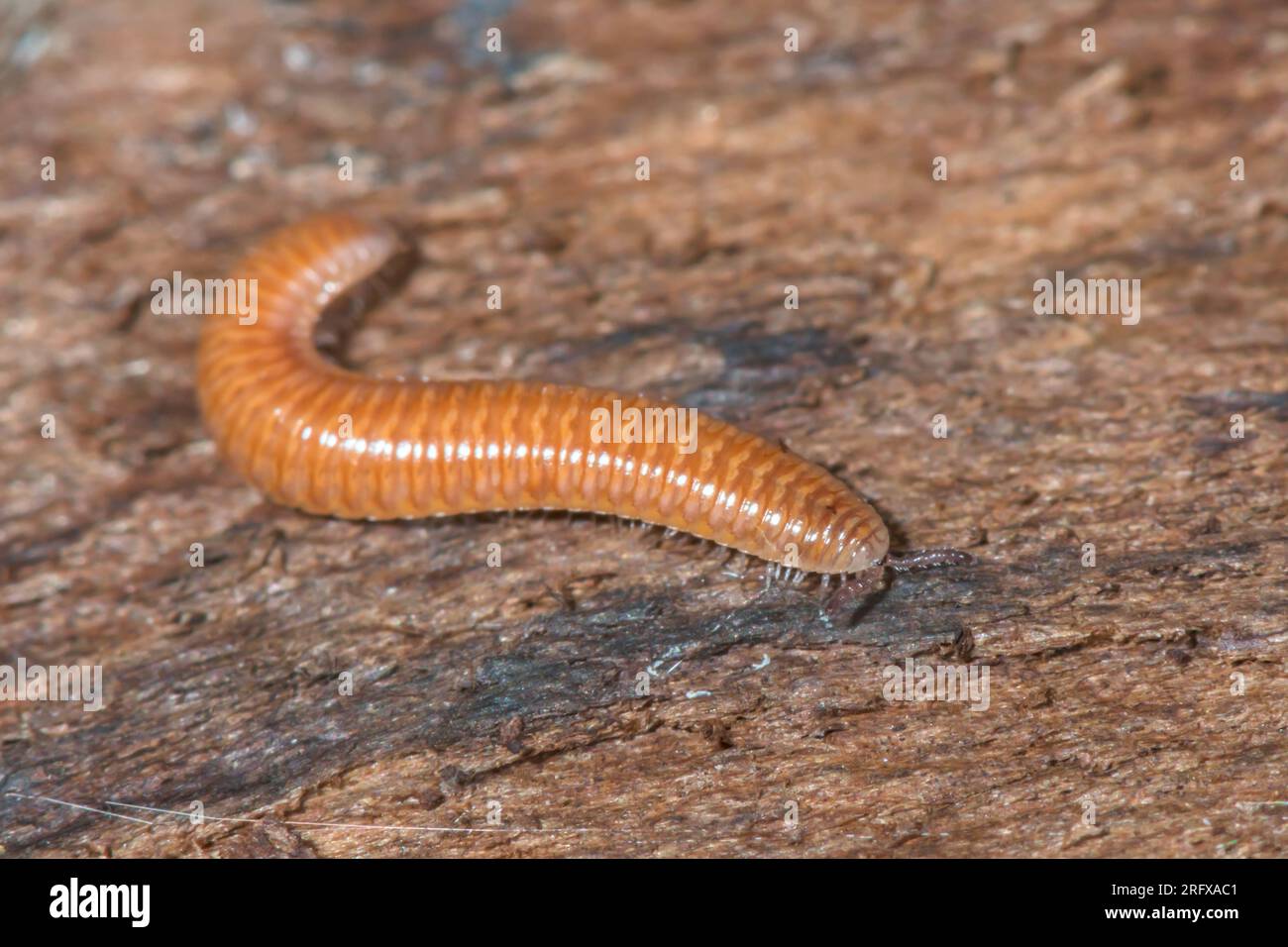 Pinhead hi-res stock photography and images - Alamy