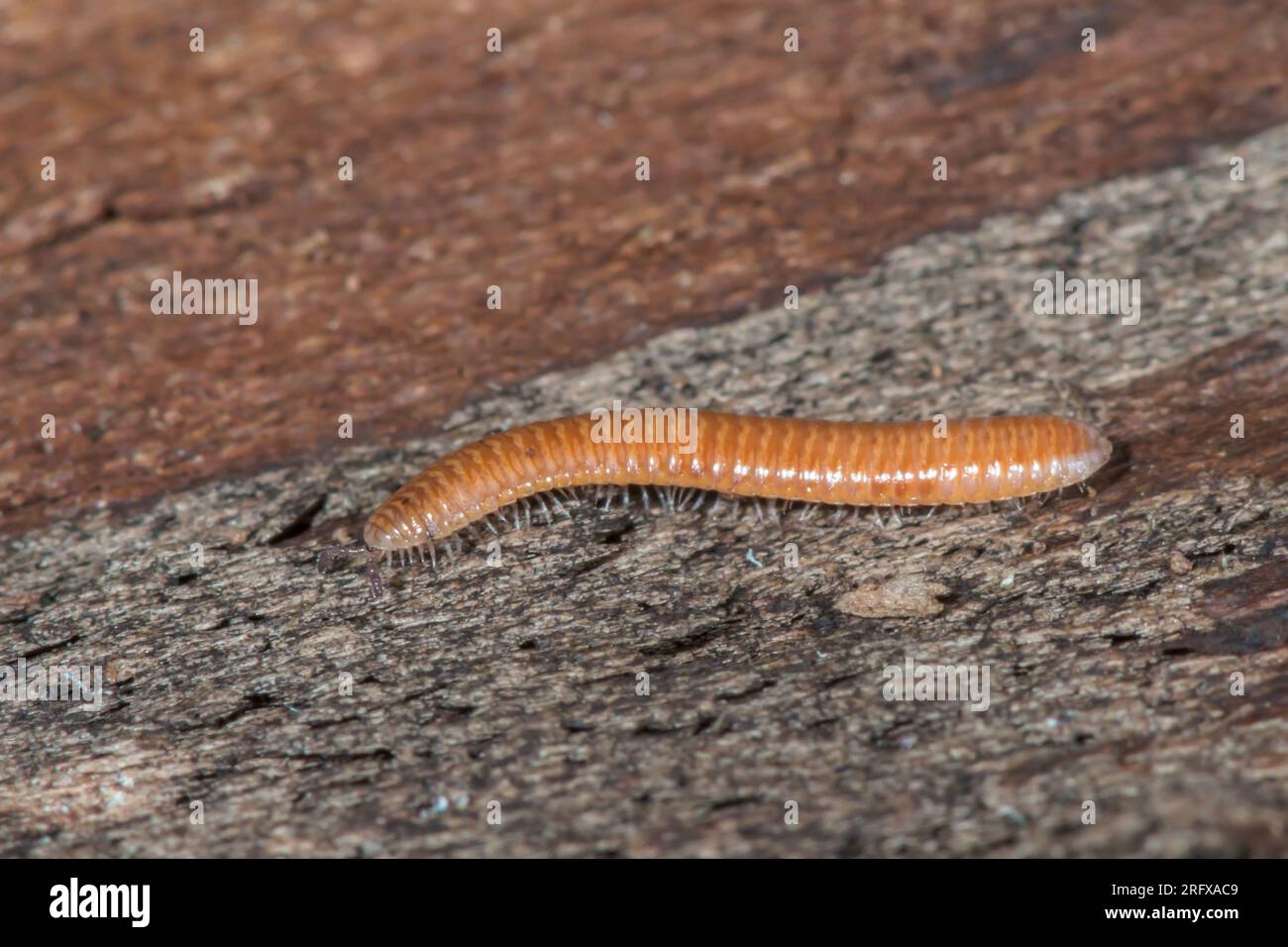 Rare millipede hi-res stock photography and images - Alamy