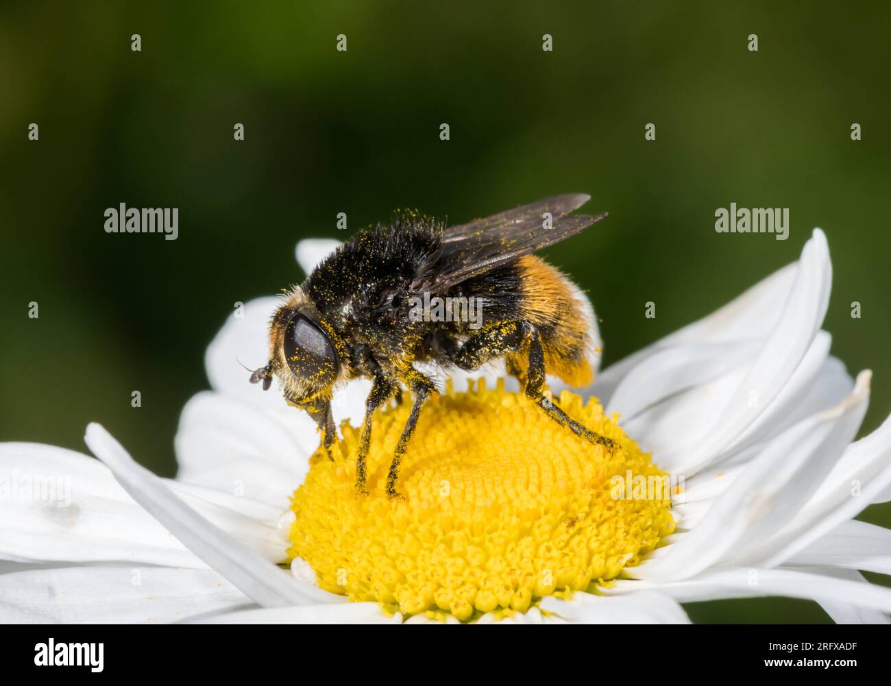 Large Narcissus Bulb Fly - Hoverfly (Merodon equestris), Syrphidae ...
