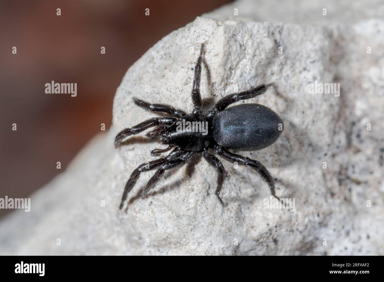 Gnaphosidae hi-res stock photography and images - Alamy