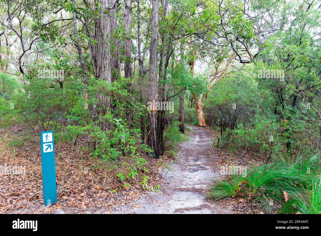 Fraser Island K'gari walking nature trail leading to Lake Wabby ...