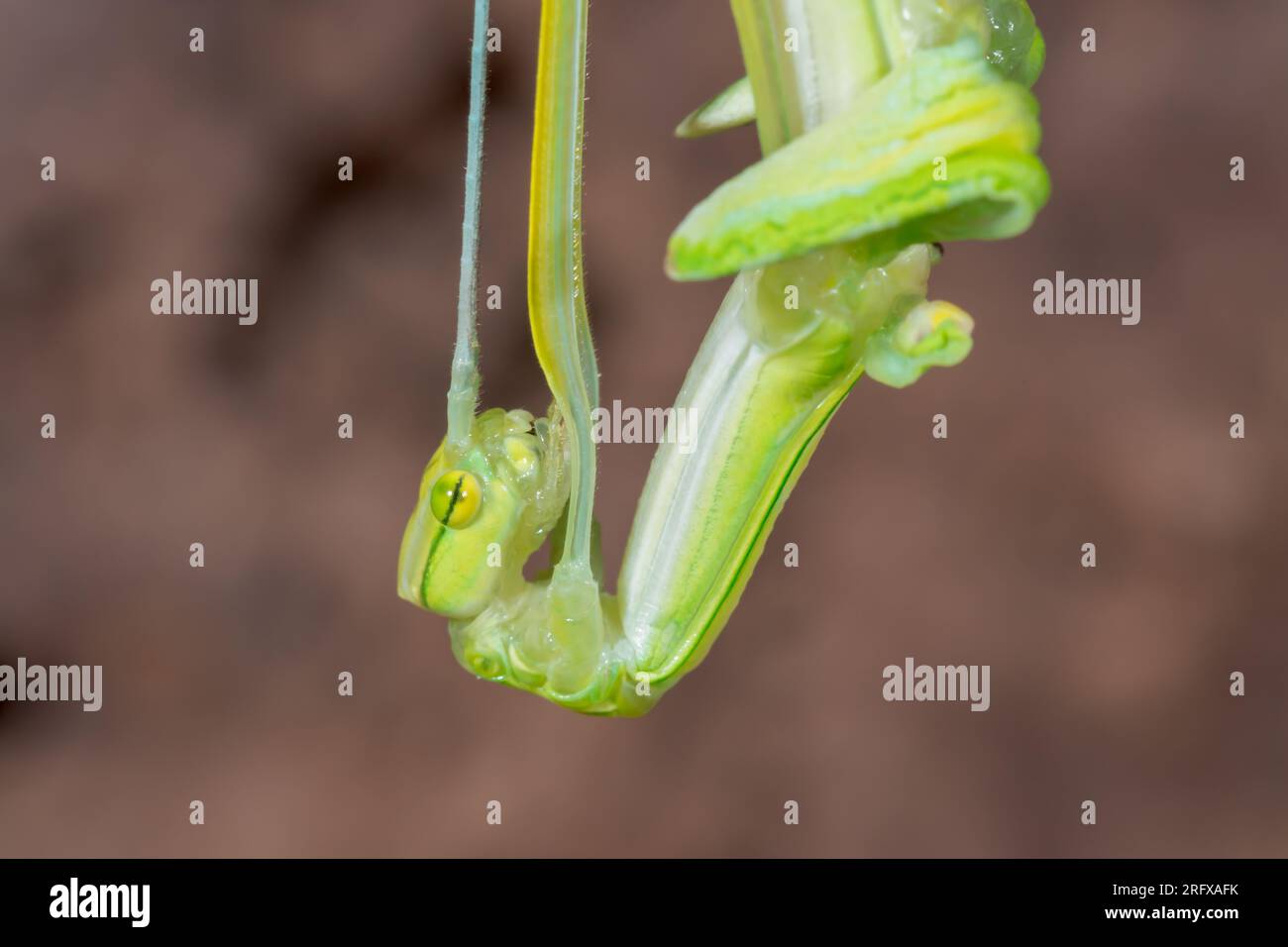 Malaysian pink winged stick insect hi-res stock photography and images ...
