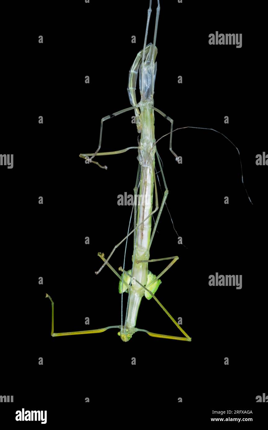 Malaysian Pink Winged Stick Insect (Anarchodes / Necroscia annulipes ...