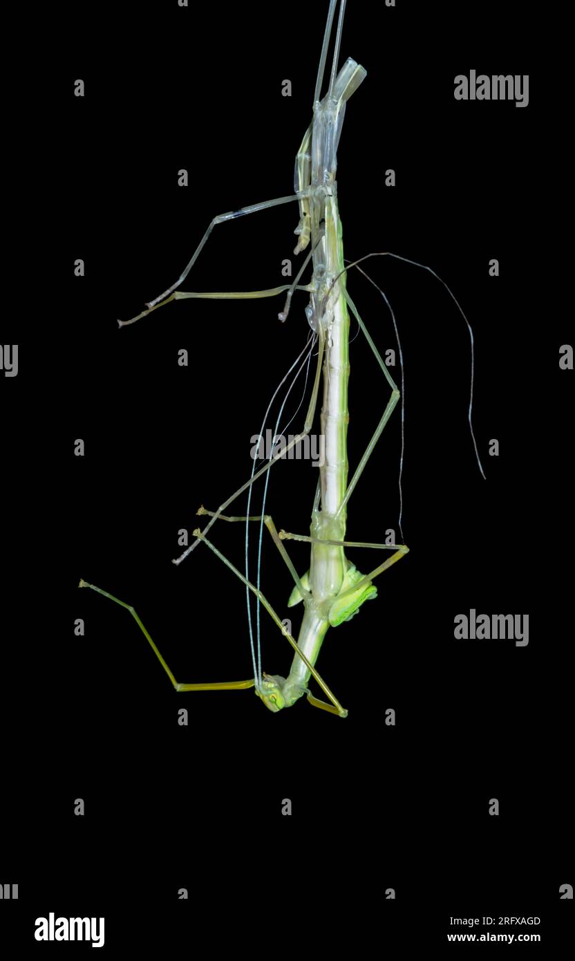 Anarchodes annulipes hi-res stock photography and images - Alamy