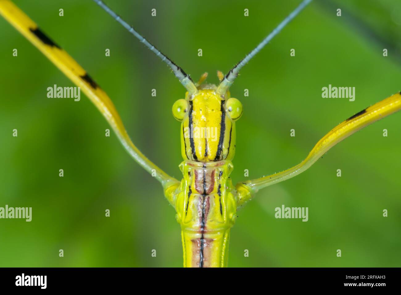 Malaysian pink winged stick insect hi-res stock photography and images ...