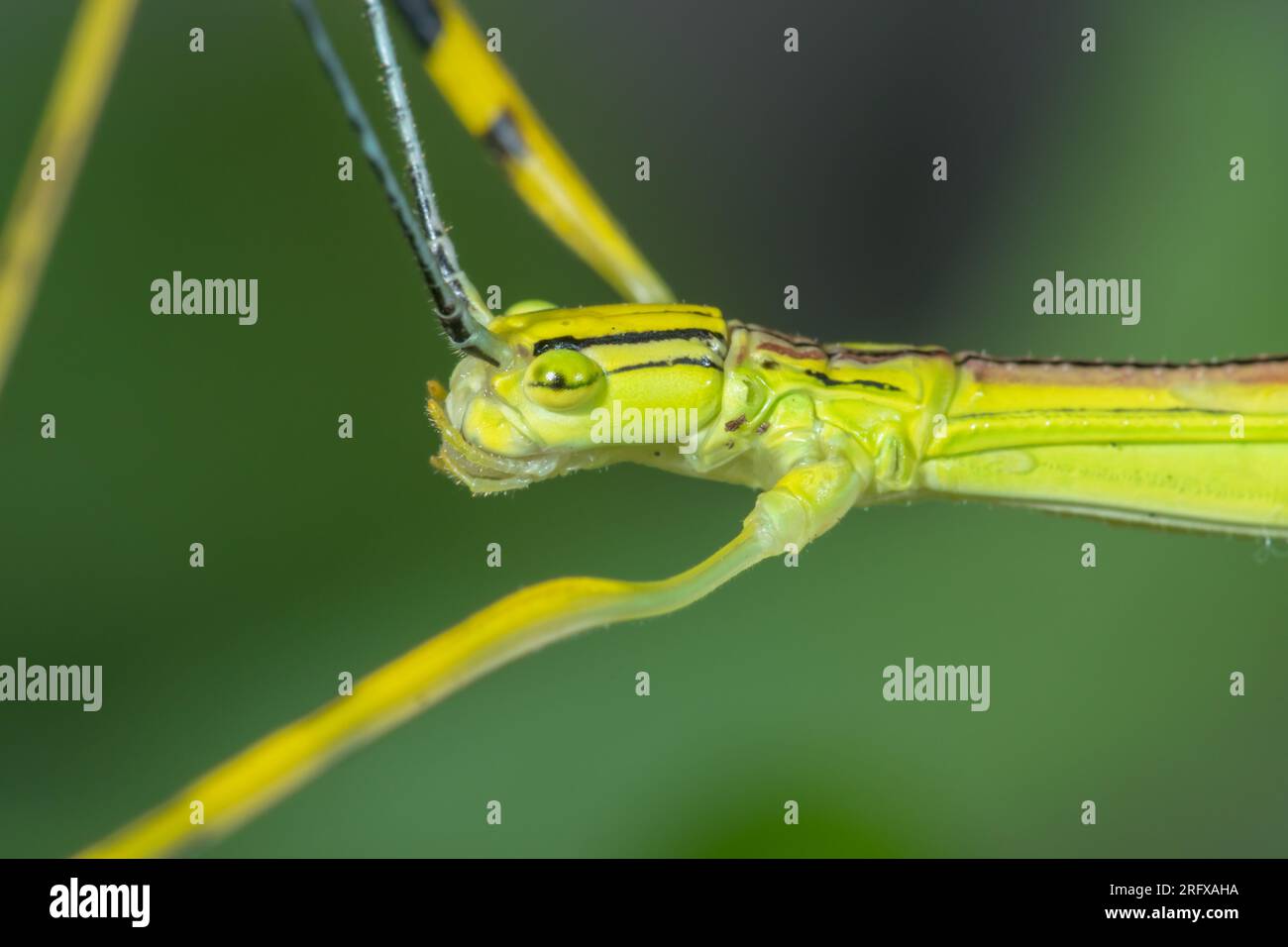 Anarchodes annulipes hi-res stock photography and images - Alamy