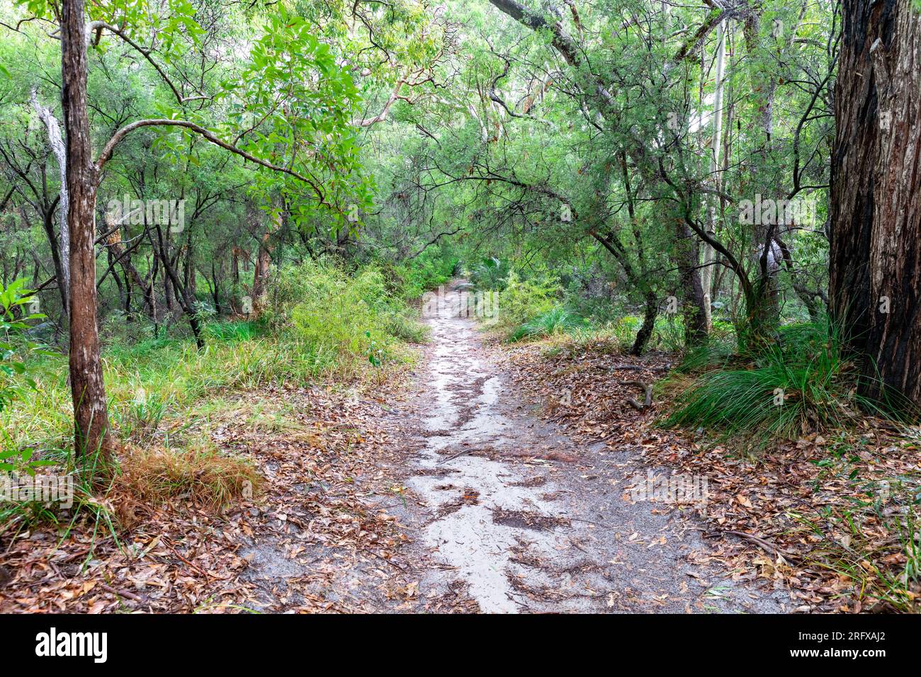Fraser Island K'gari walking nature trail leading to Lake Wabby ...