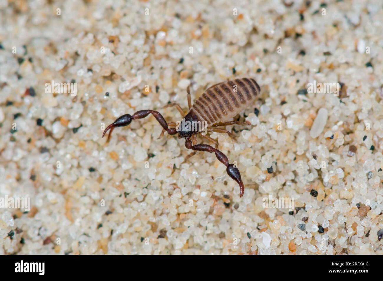 Sussex pseudoscorpion hi-res stock photography and images - Alamy