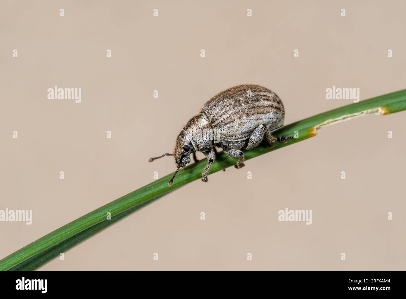 Marram Weevil (Philopedon plagiatum). Curculionidae. Sussex, UK Stock ...