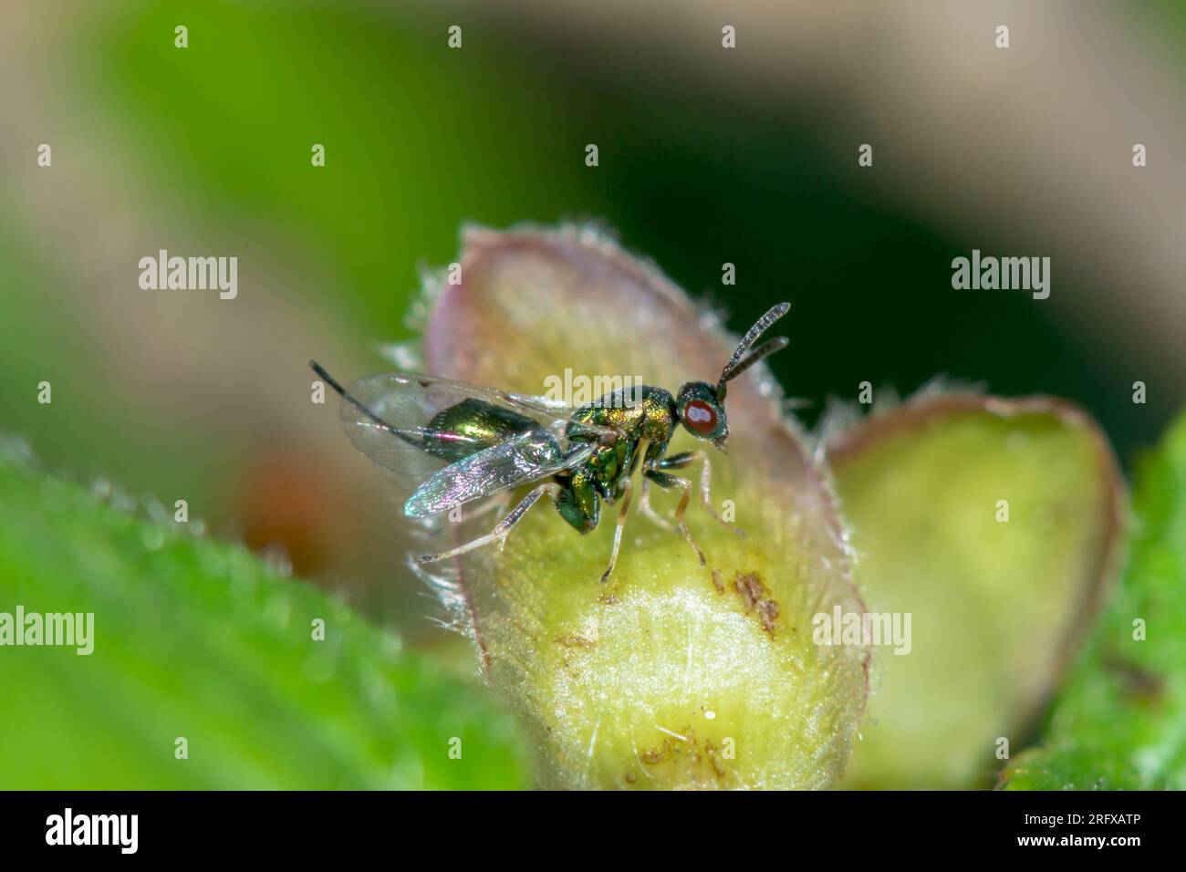 Pteromalid wasps hi-res stock photography and images - Alamy
