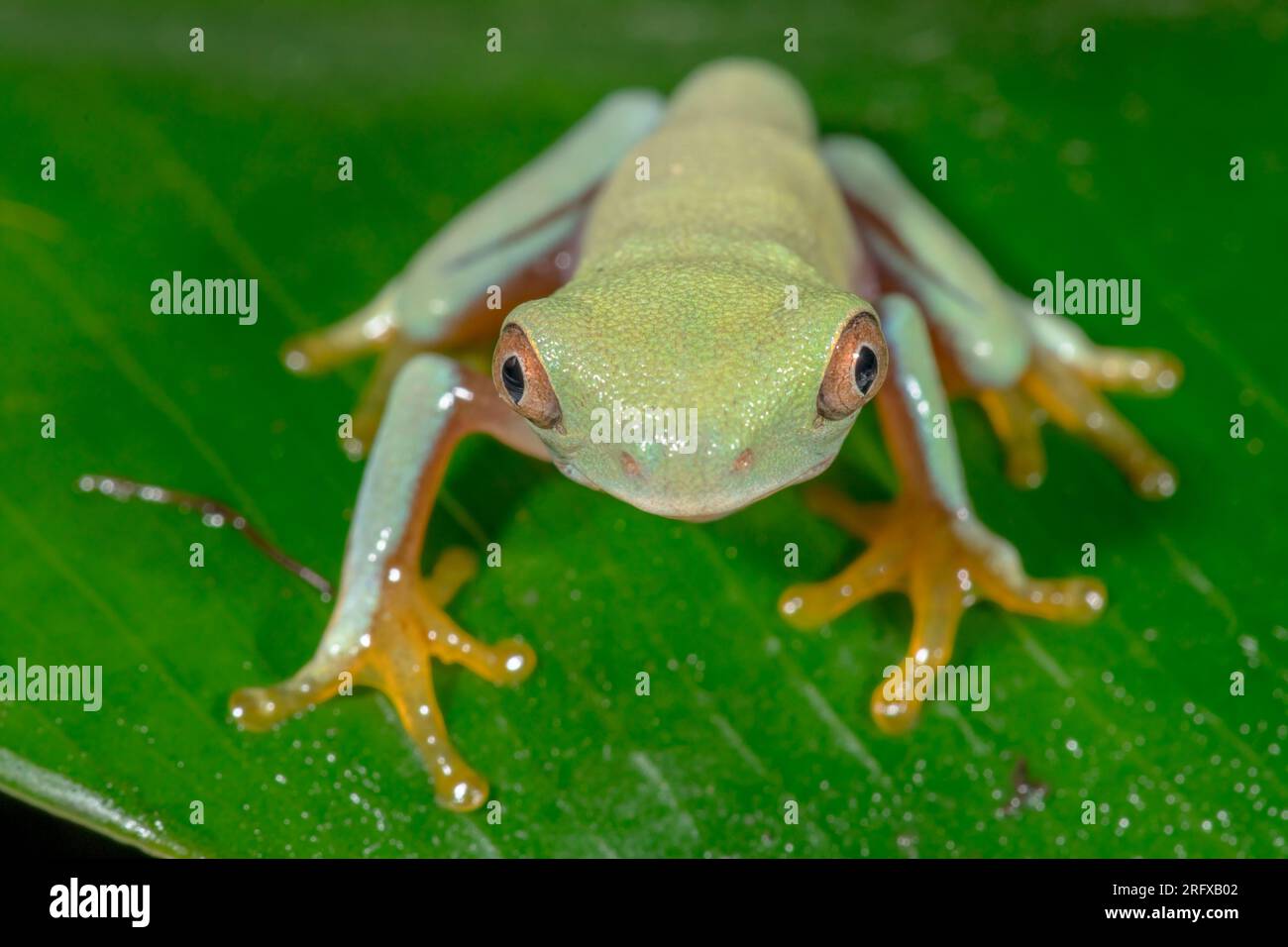 Newly Metamorphosed Red Eyed Tree Froglet (Agalychnis callidryas), Phyllomedusinae, Hylidae ...