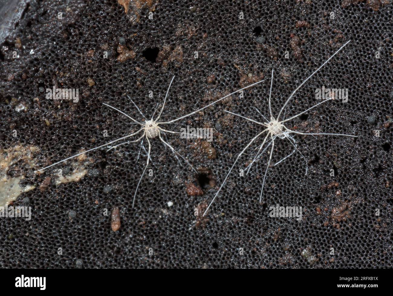 Freshly Moulted Harvestman Spiders (Opiliones). Sussex, UK Stock Photo ...