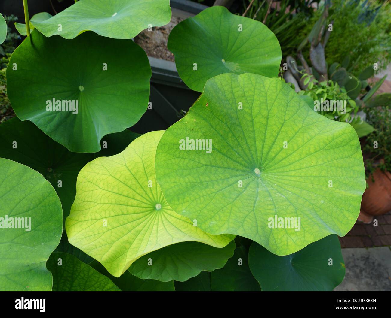 The large green leaves of East Indian Lotus plant Stock Photo - Alamy