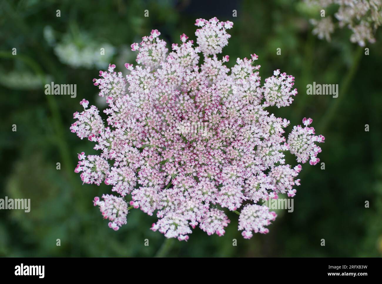 Close up of the tiny flowers of Queen Anne's Lace, also known as wild ...