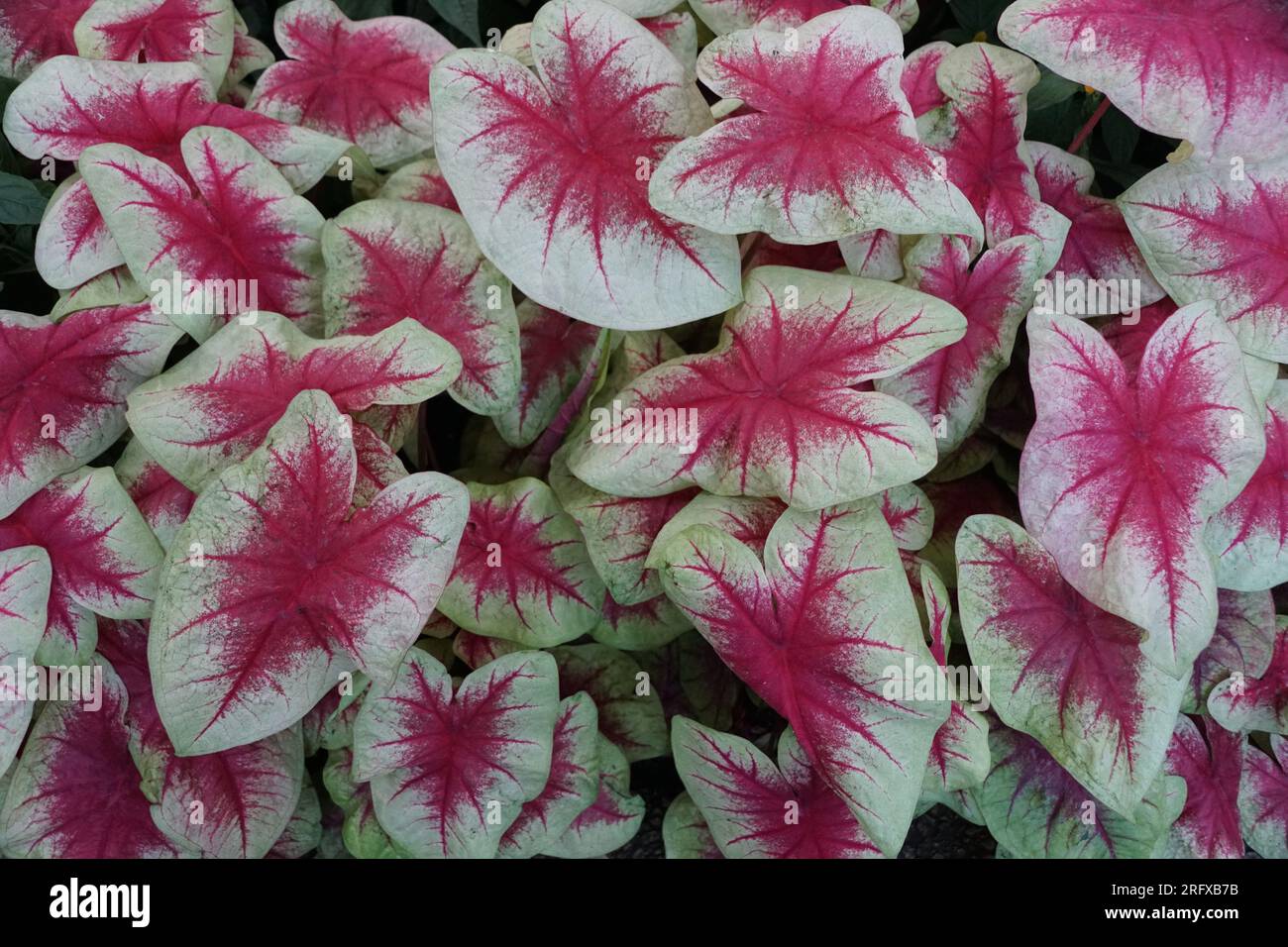 Red color caladium hi-res stock photography and images - Alamy