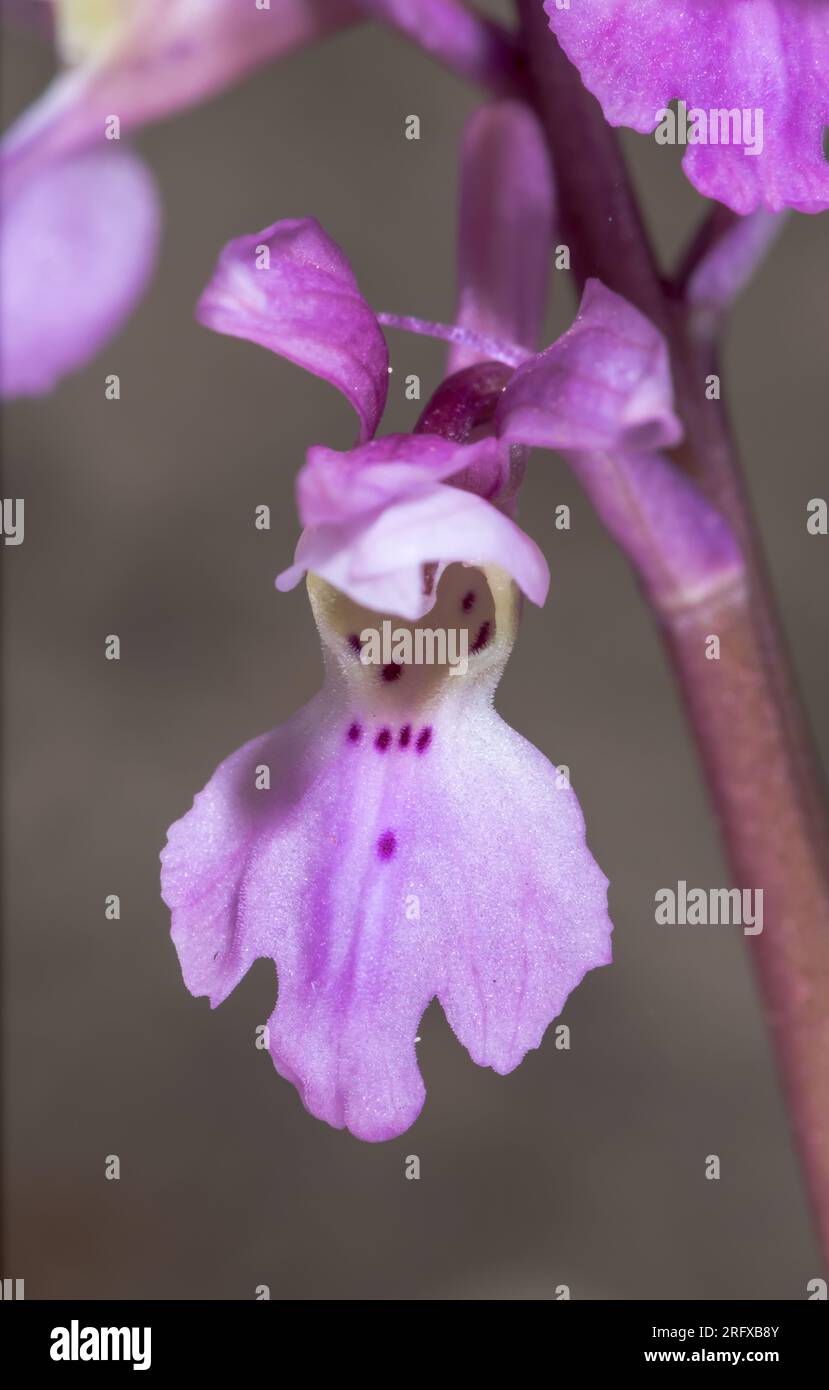 Pale Pink form Early Purple Orchid (Orchis mascula). Orchidaceae ...