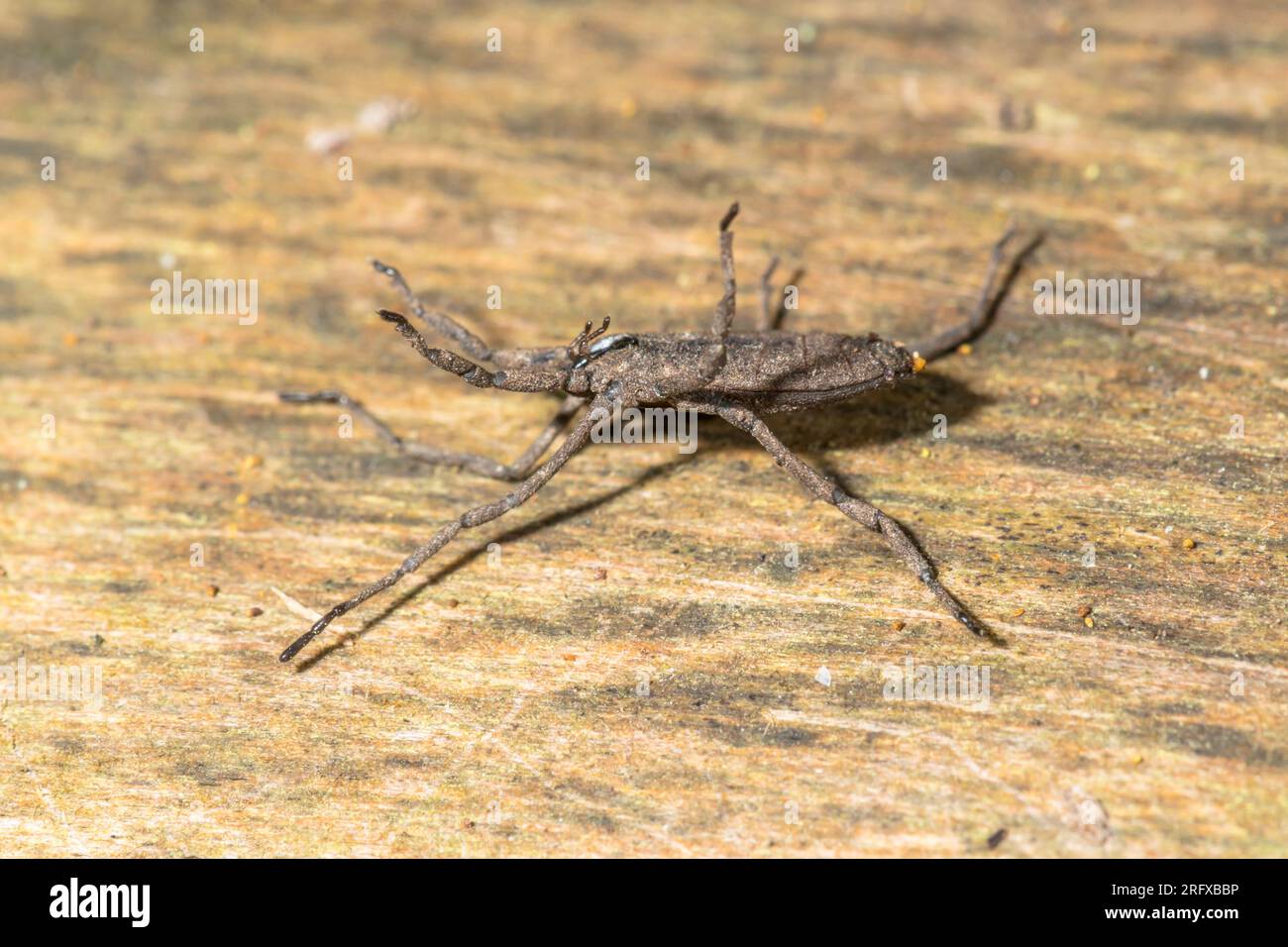 Opiliones hi-res stock photography and images - Alamy