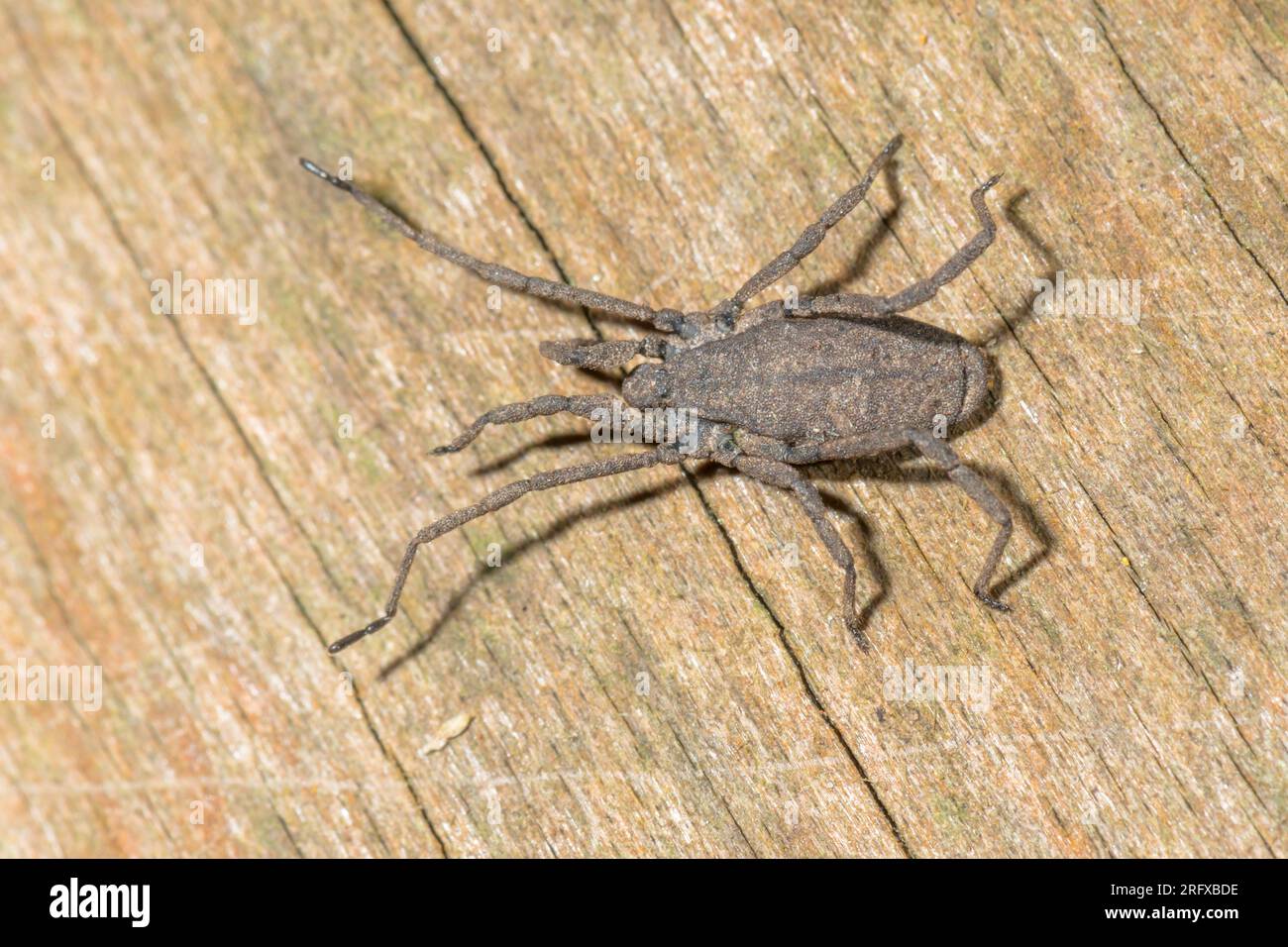 Rare harvestman hi-res stock photography and images - Alamy