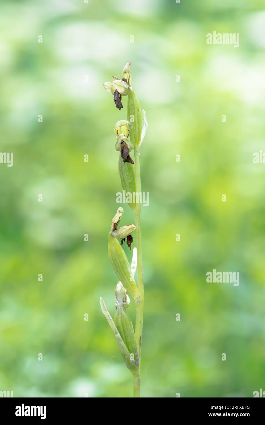 Seed Capsules of Fly Orchid (Ophrys insectifera), Orchidaceae. Sussex ...