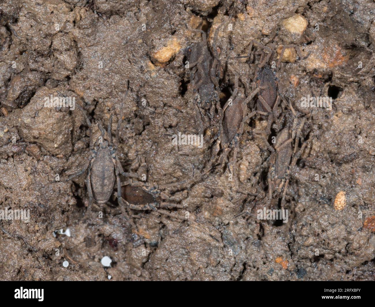 Rare harvestman hi-res stock photography and images - Alamy