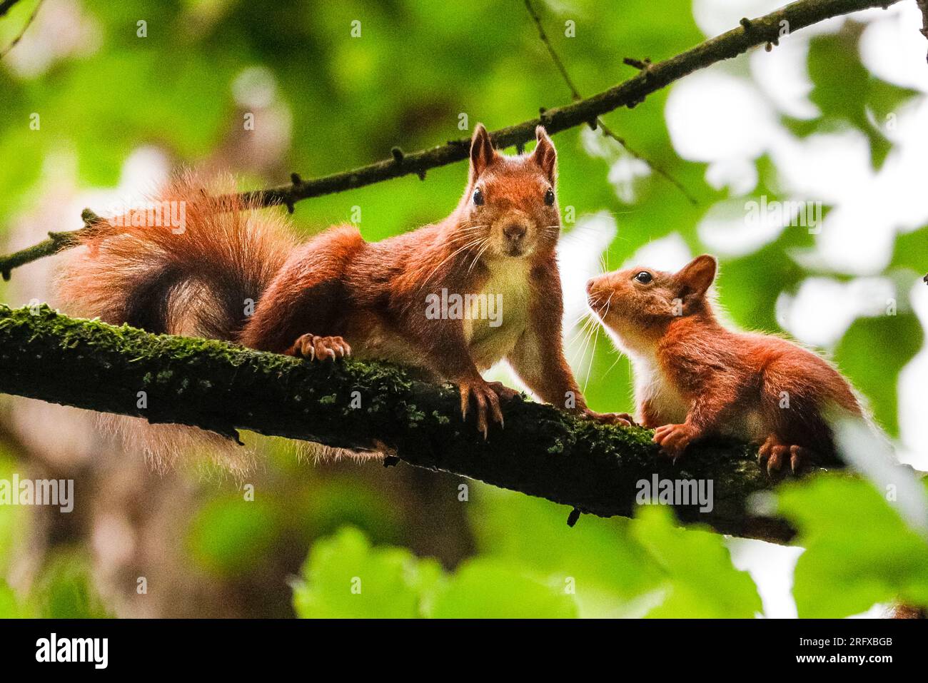 Dülmen, NRW, Germany. 06th Aug, 2023. A Eurasian red squirrel (Sciurus vulgaris) looks after its ...