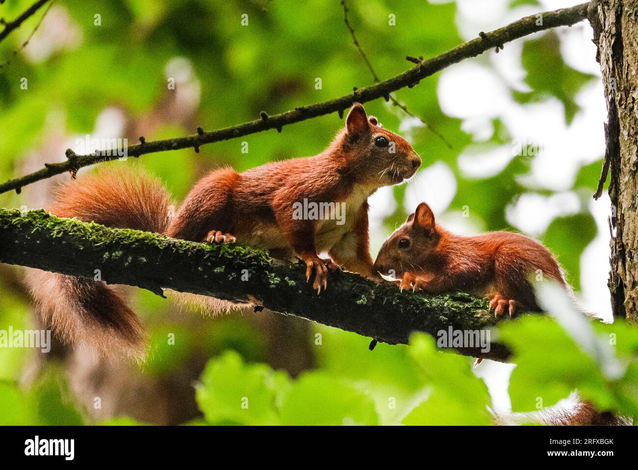 Dülmen, NRW, Germany. 06th Aug, 2023. A Eurasian red squirrel (Sciurus ...