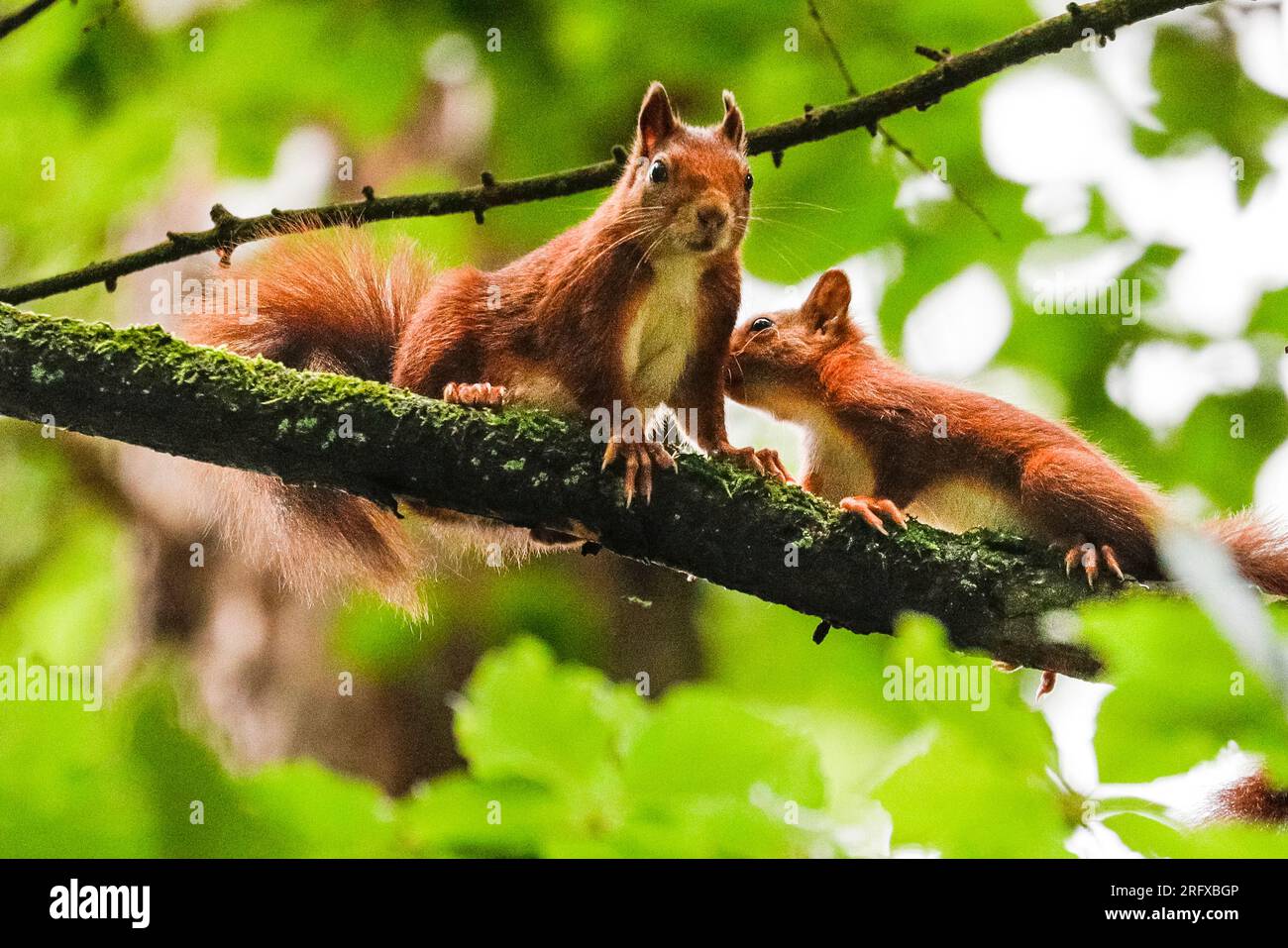 Dülmen, NRW, Germany. 06th Aug, 2023. A Eurasian red squirrel (Sciurus ...