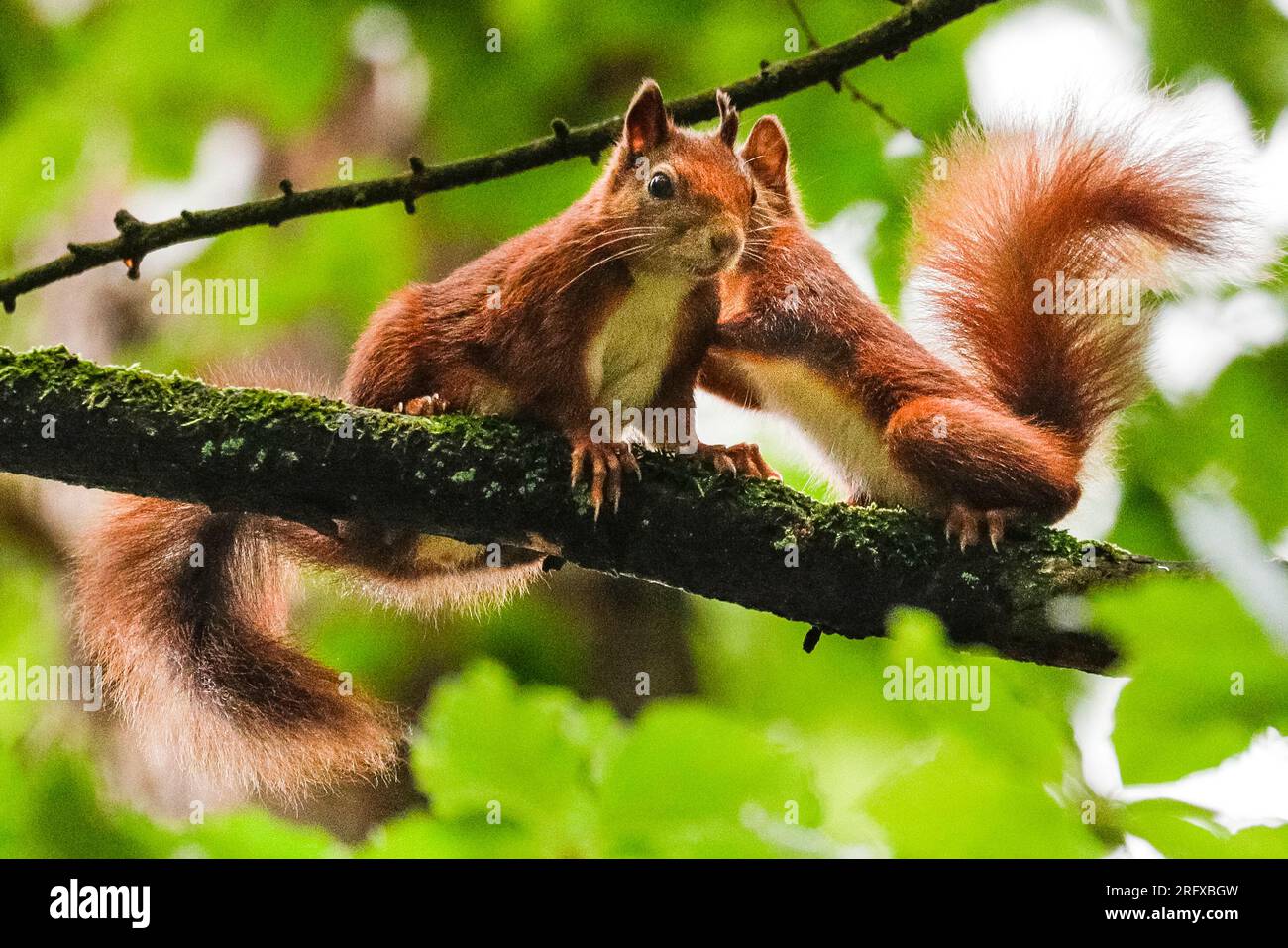 Dülmen, NRW, Germany. 06th Aug, 2023. A Eurasian red squirrel (Sciurus ...