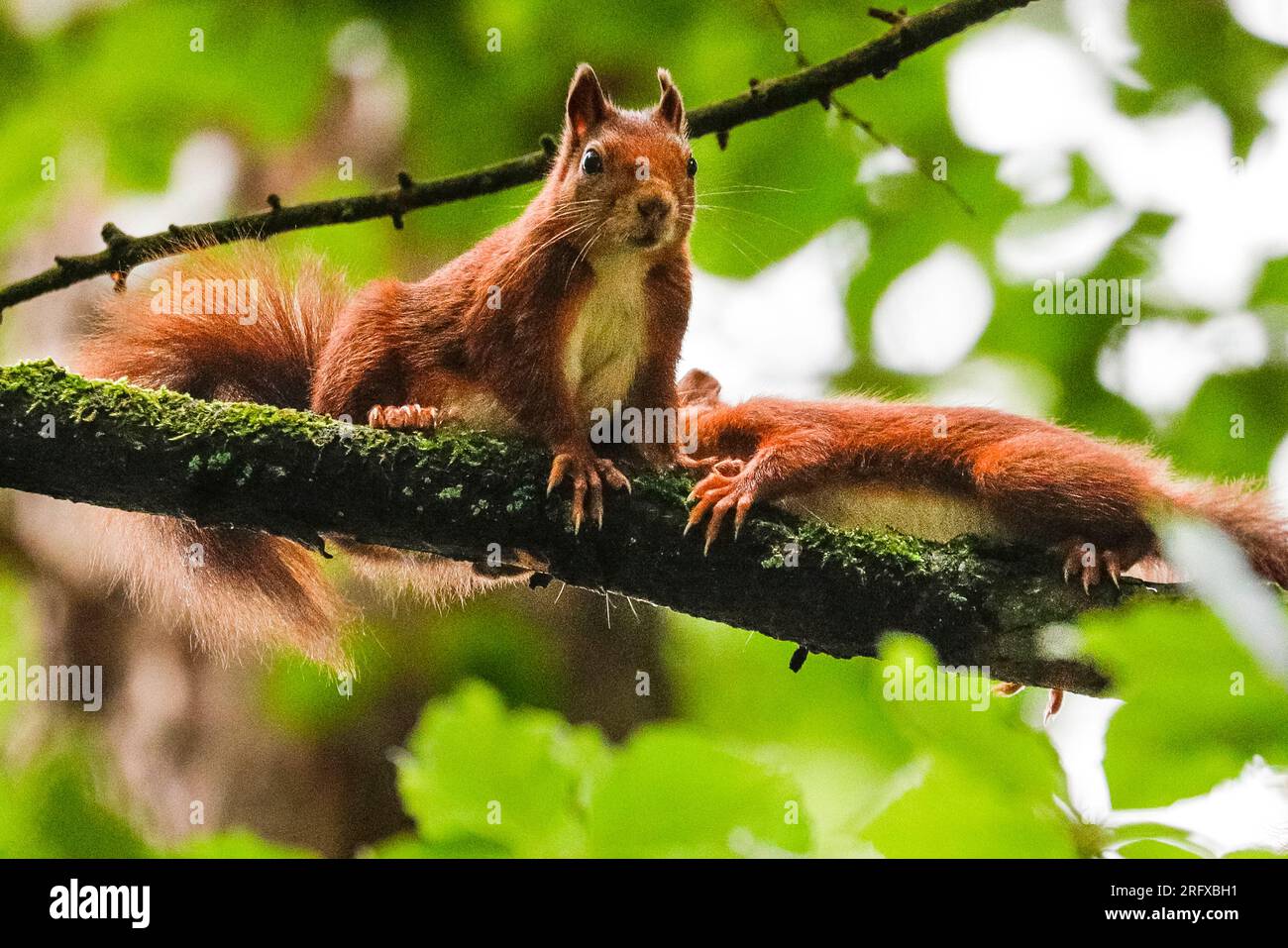 Dülmen, NRW, Germany. 06th Aug, 2023. A Eurasian red squirrel (Sciurus ...