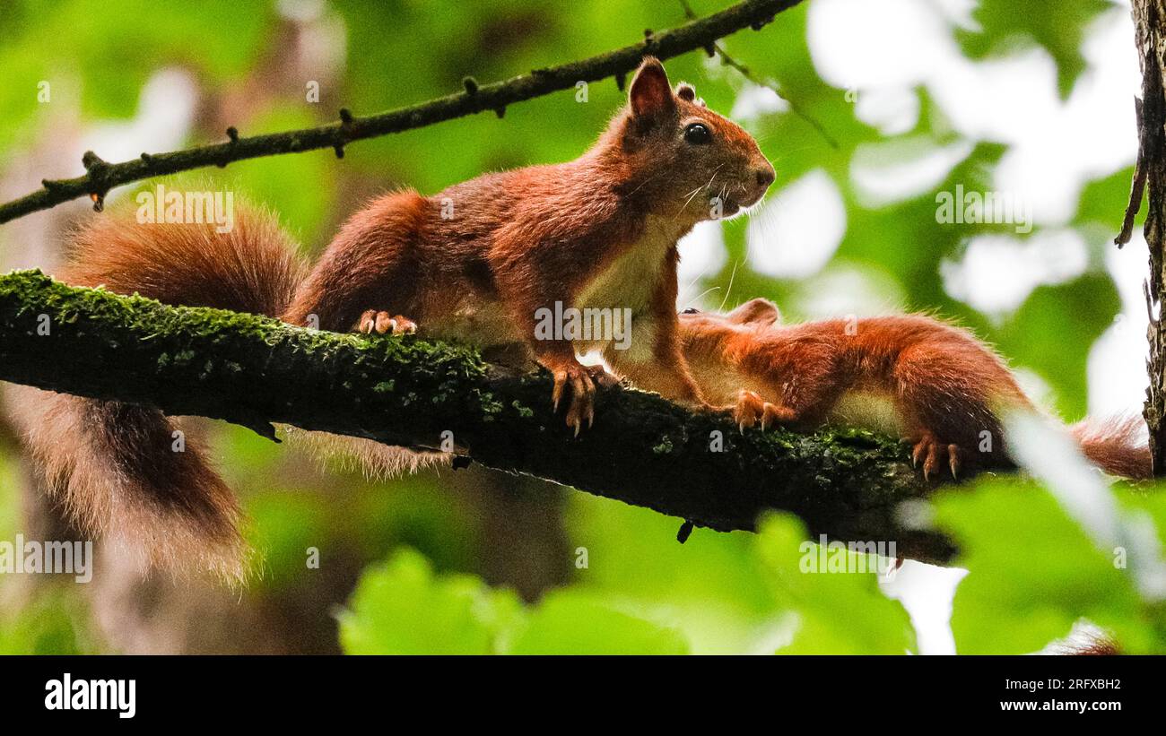 Dülmen, NRW, Germany. 06th Aug, 2023. A Eurasian red squirrel (Sciurus ...