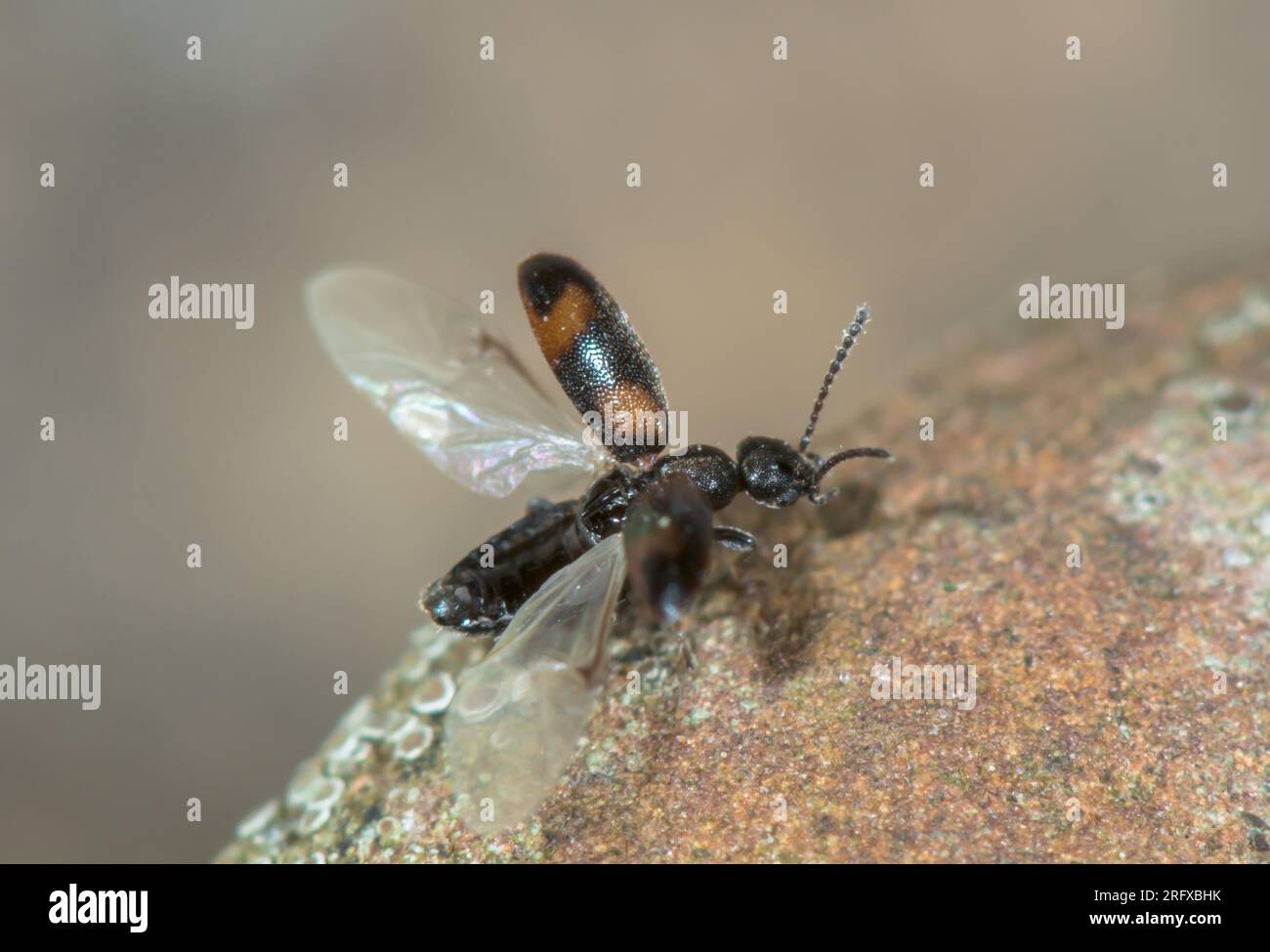 Flying beetles hi-res stock photography and images - Alamy
