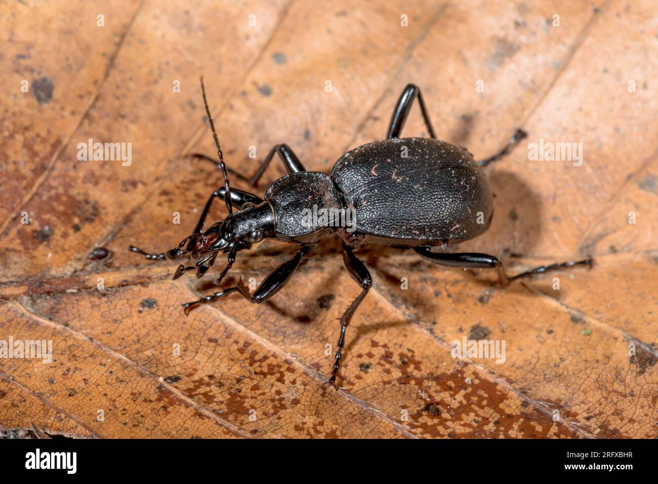 Carabid beetle hi-res stock photography and images - Alamy