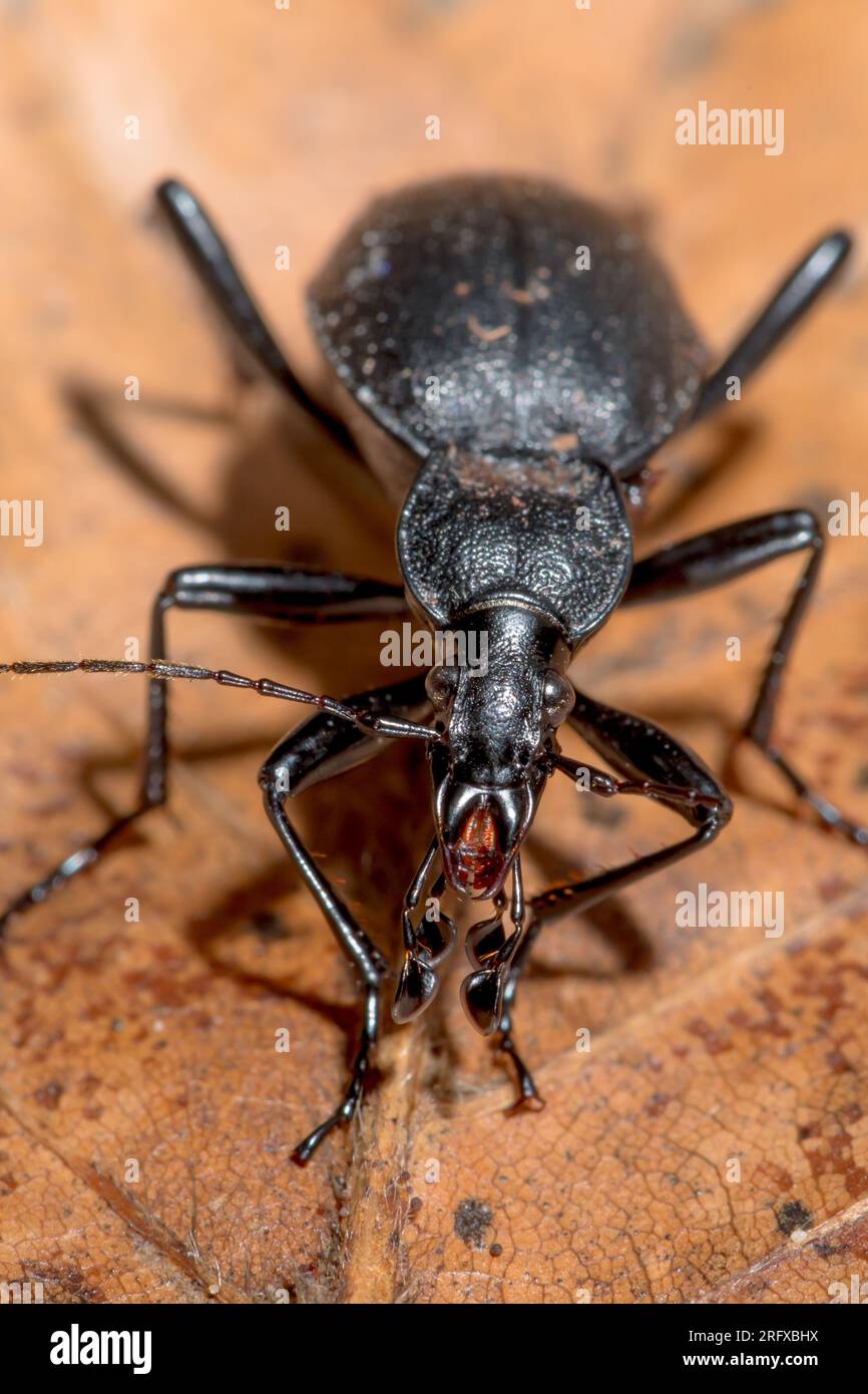 Snail Hunter Ground Beetle (Cychrus caraboides), Carabidae. Sussex, UK ...