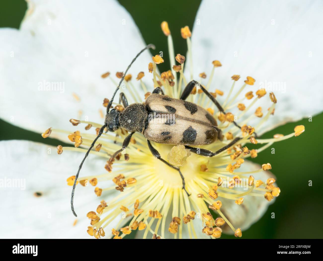Speckled Longhorn Beetle (Pachytodes cerambyciformis), Cerambycidae ...