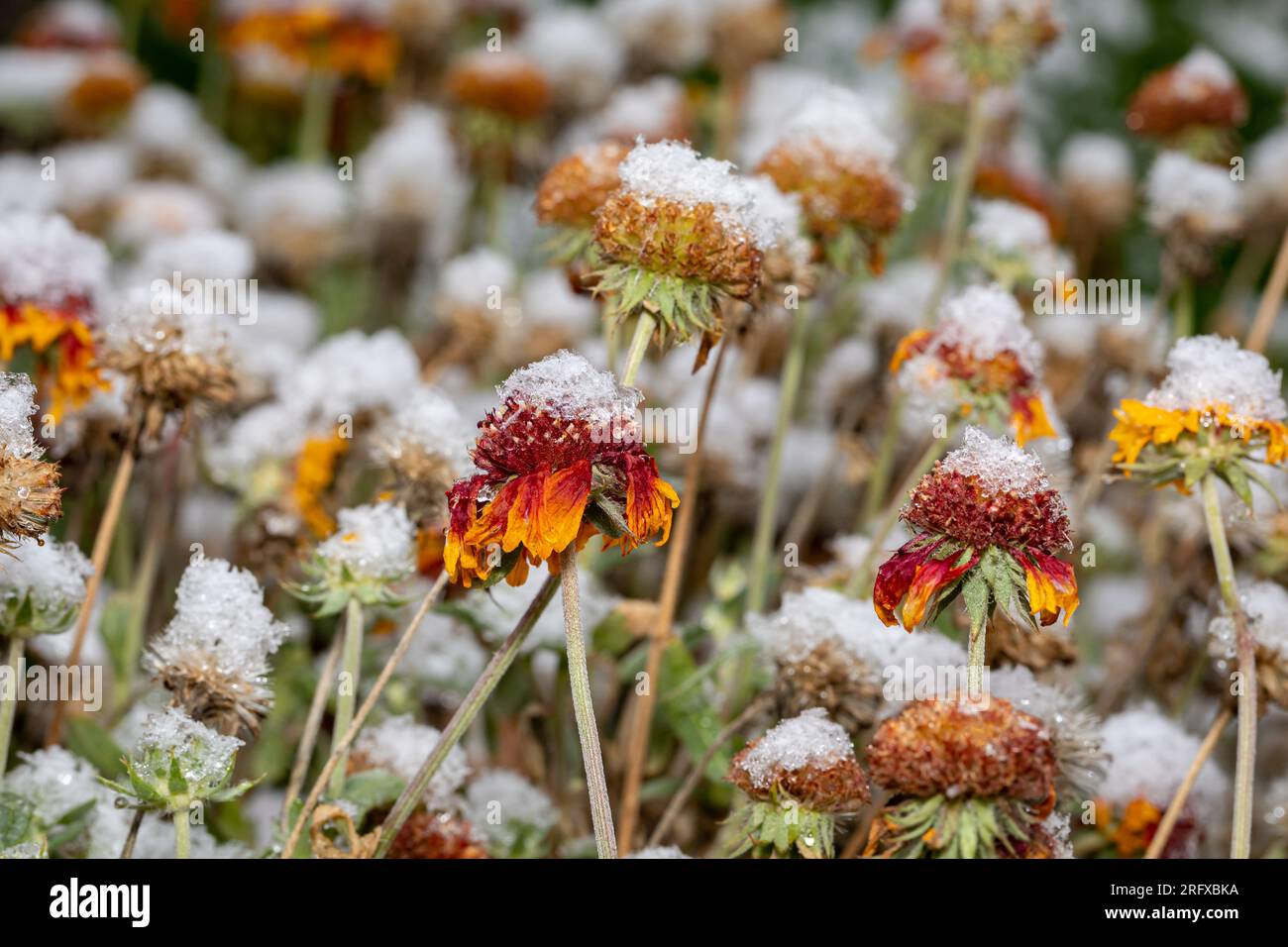 Snow Flower Field