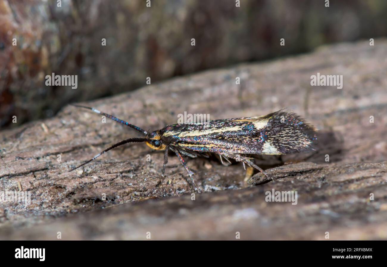 Sulphur Tubic Micro Moth - Female ovipositing (Esperia sulphurella ...