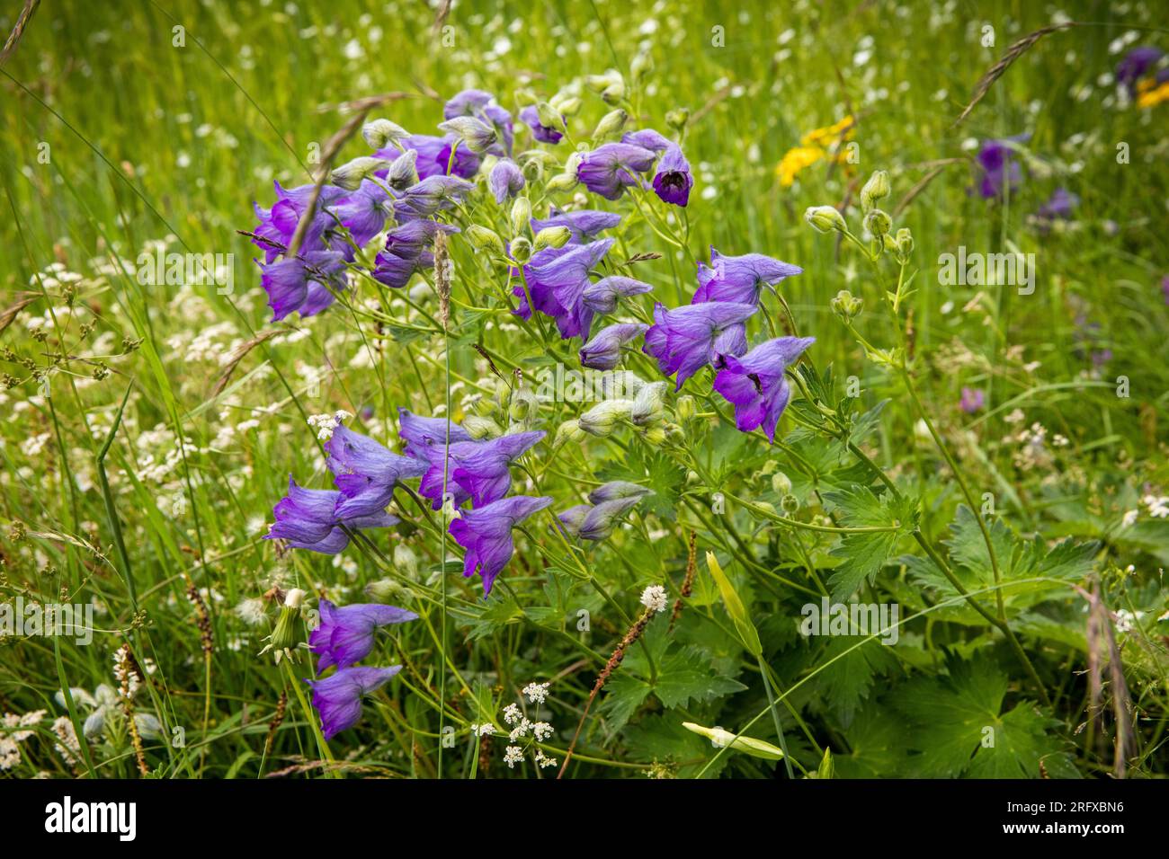 India, Ladakh, Suru Valley, Panikhar, Himalayan Monkshood wild flowers ...