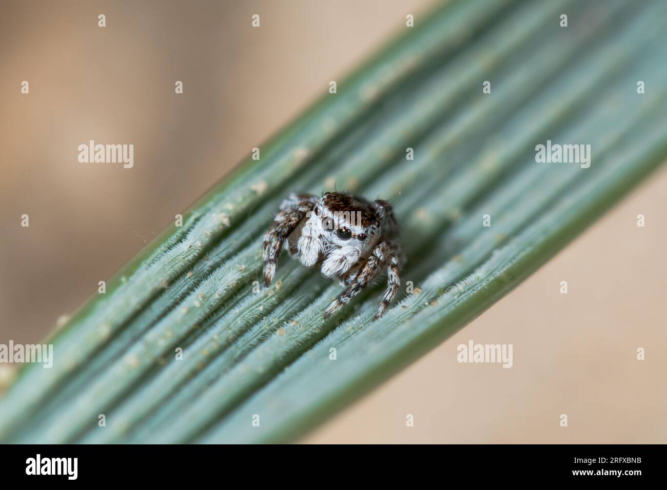 Attulus saltator hi-res stock photography and images - Alamy