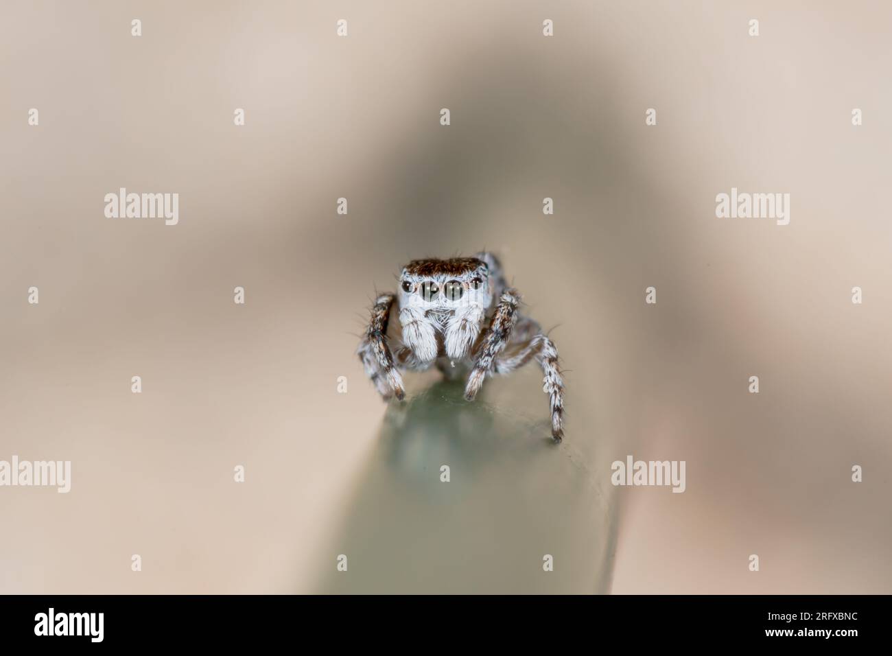 Tiny Dune Jumping Spider (Attulus (formerly Sitticus) saltator ...