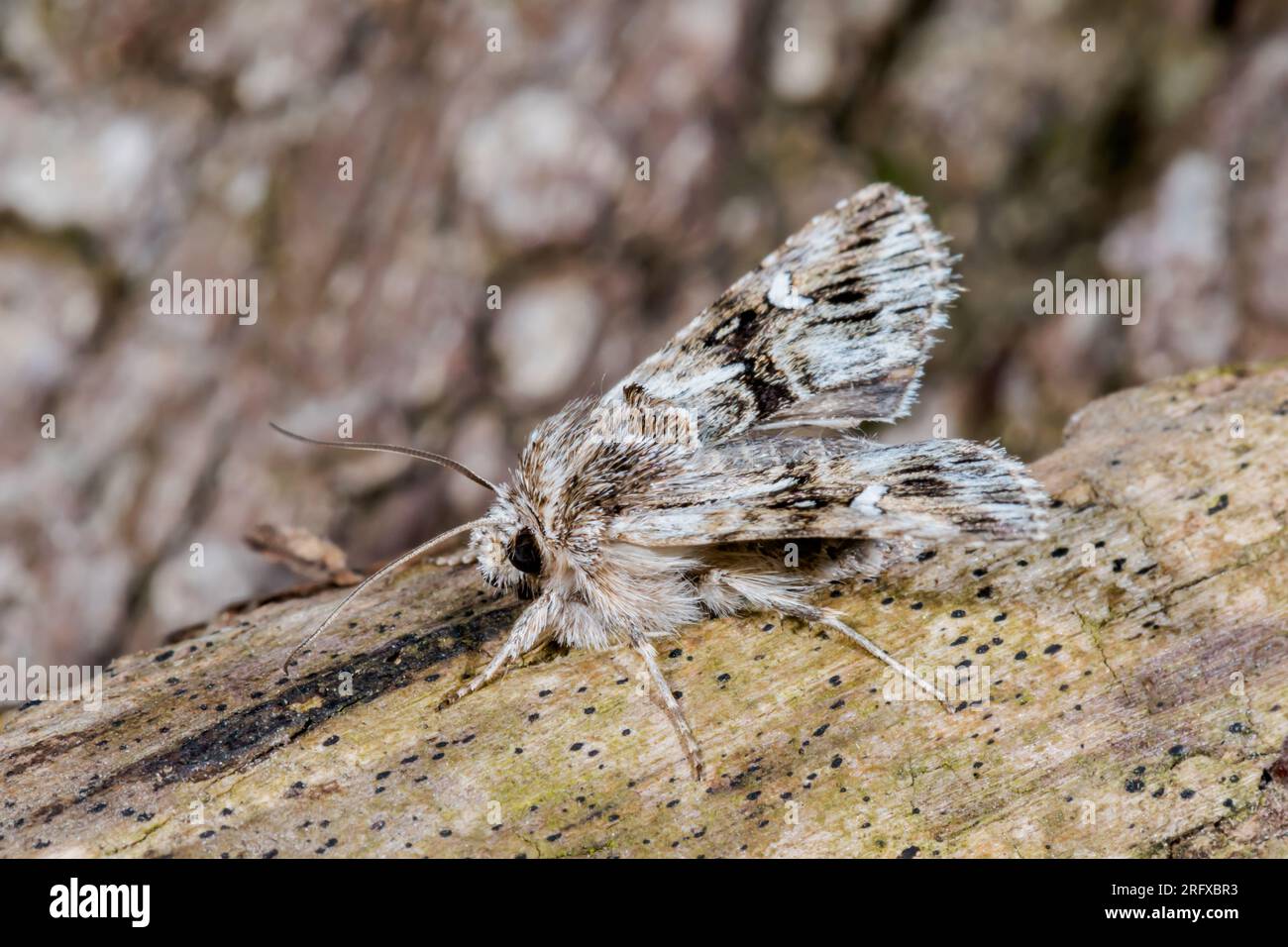 Once rare but expanding range - Toadflax Brocade Moth (Calophasia ...